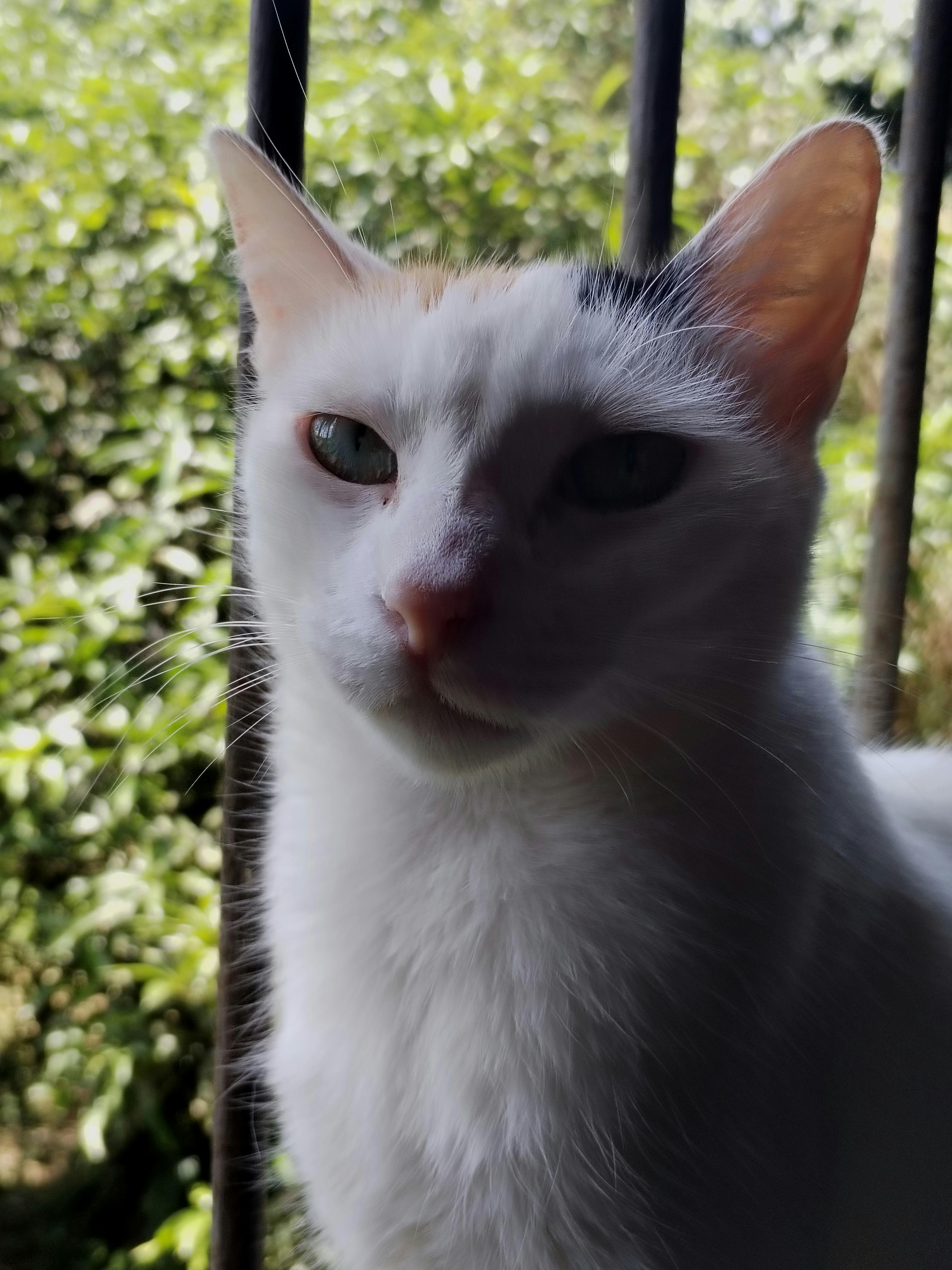 Daniel Bertoli - 摄影