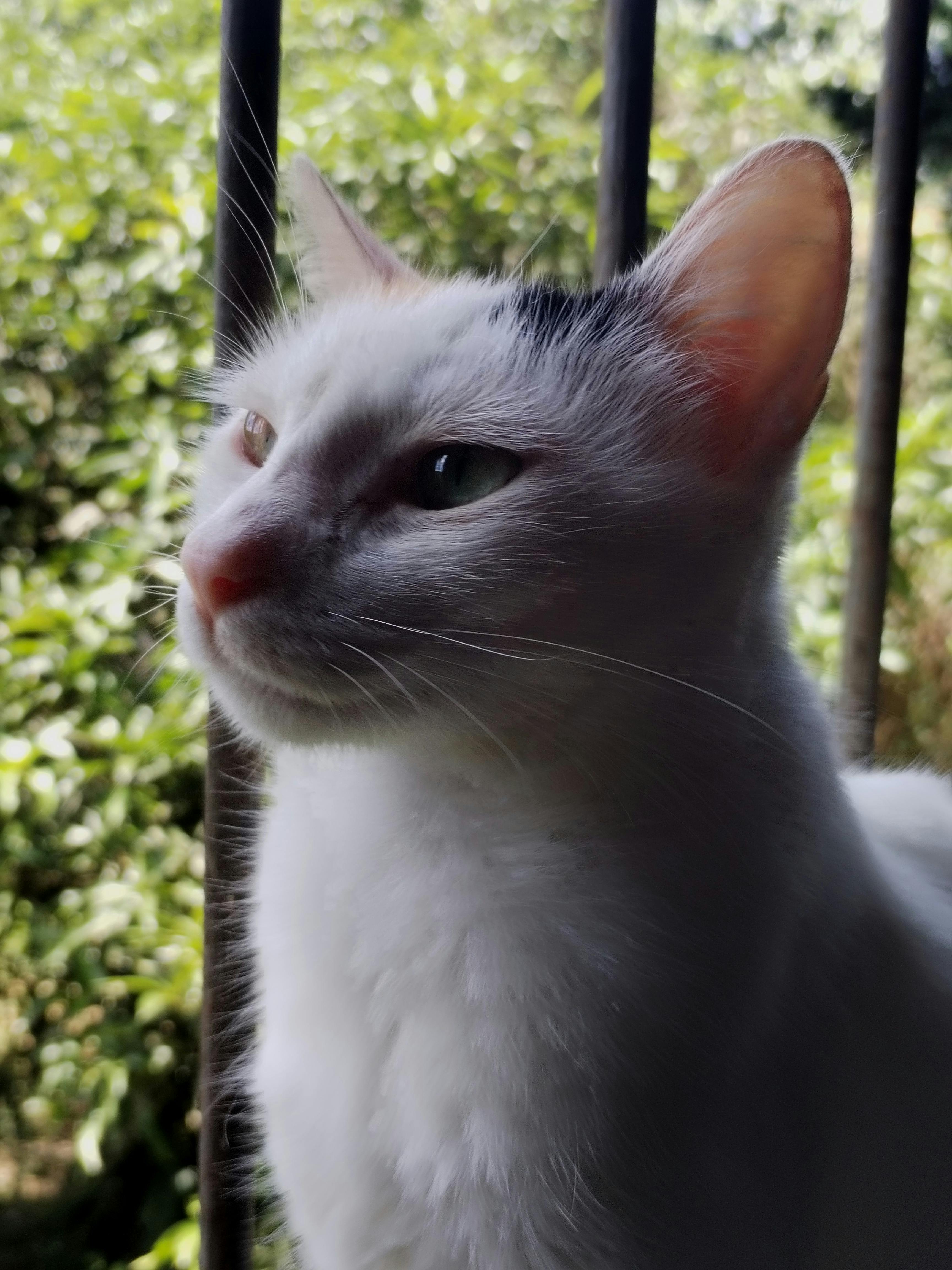 Daniel Bertoli - 摄影