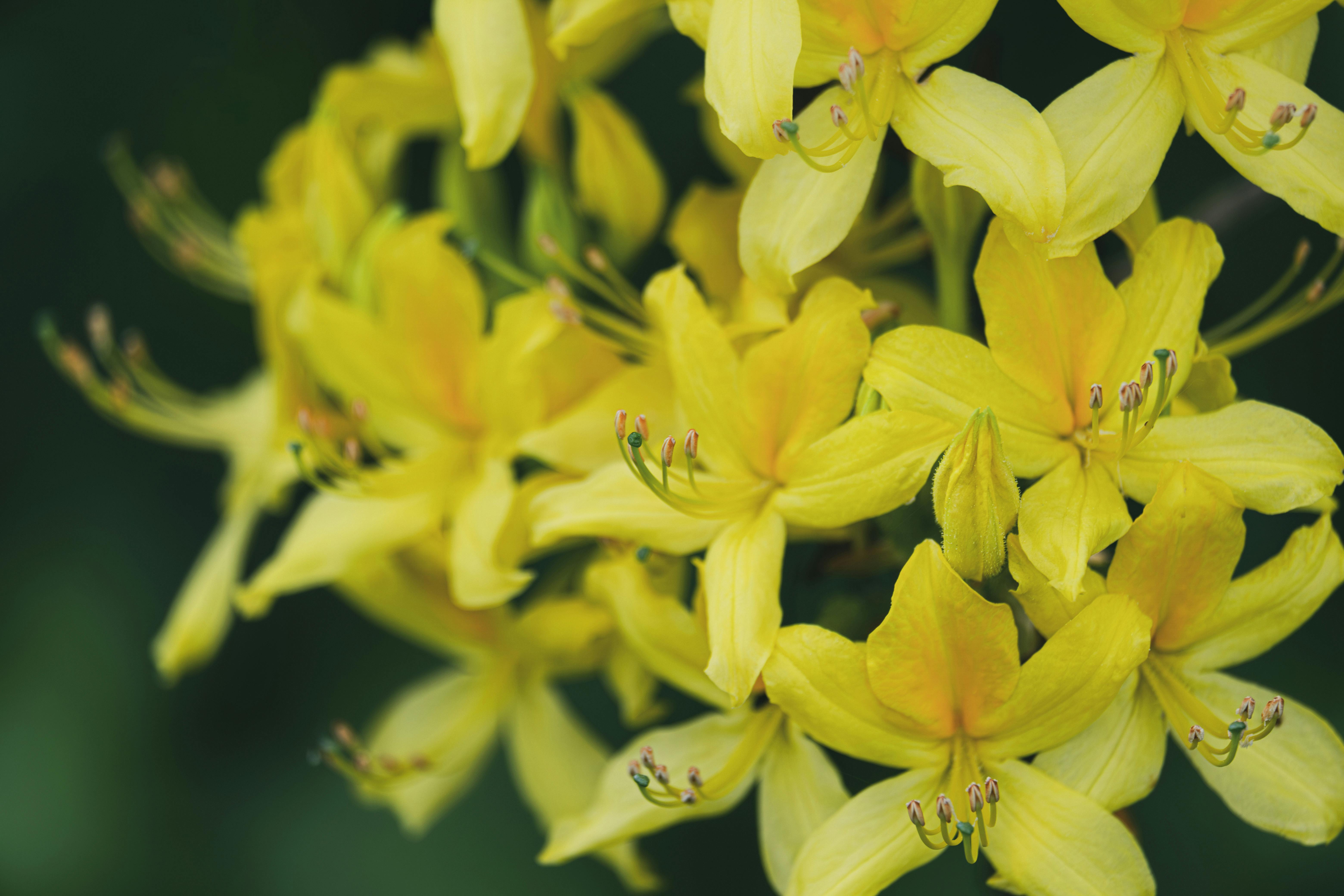 Yellow Azalea Flowers · Free Stock Photo