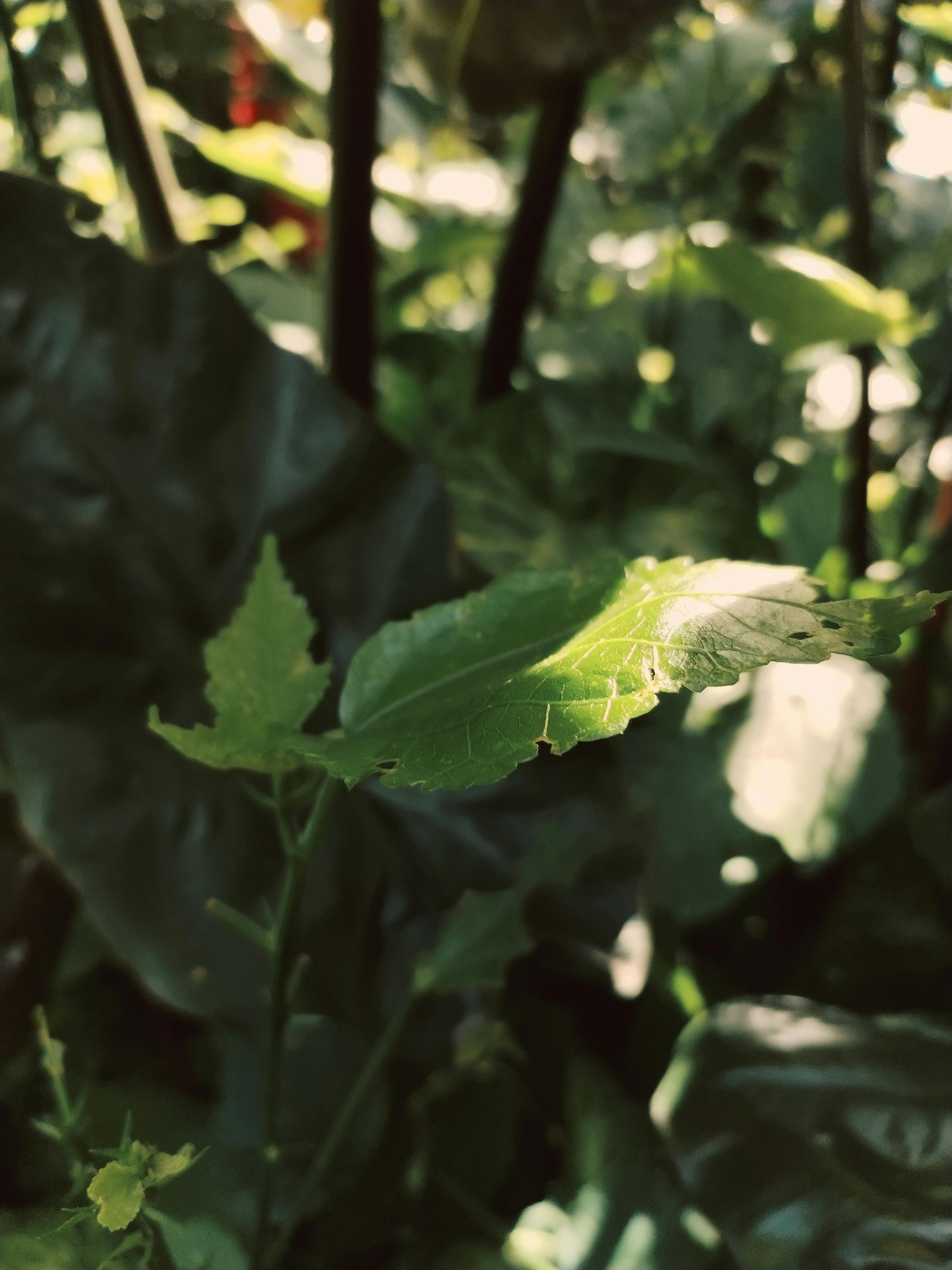 Daniel Bertoli - 摄影