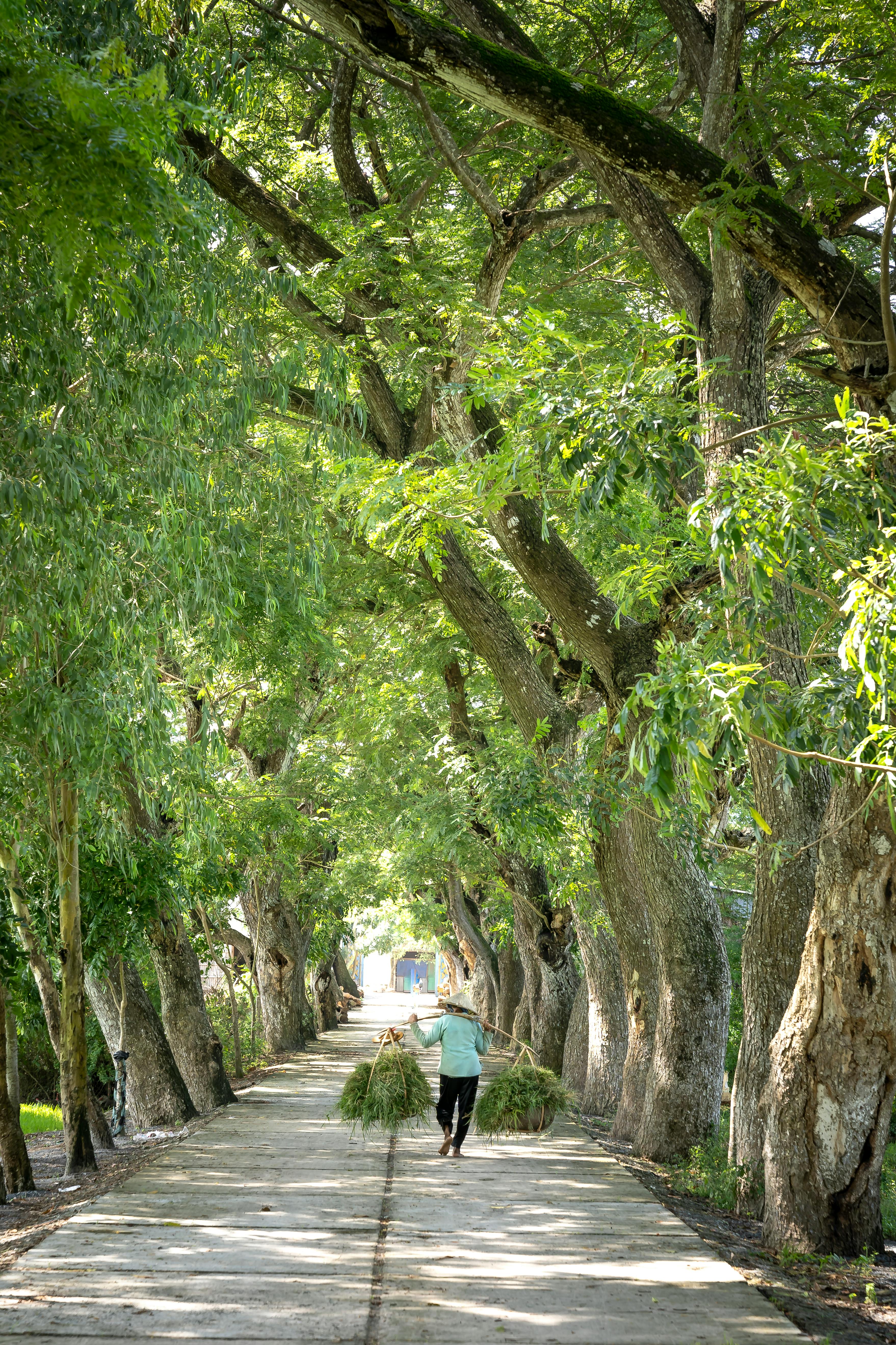 Person Walking on Pathway Between Trees · Free Stock Photo