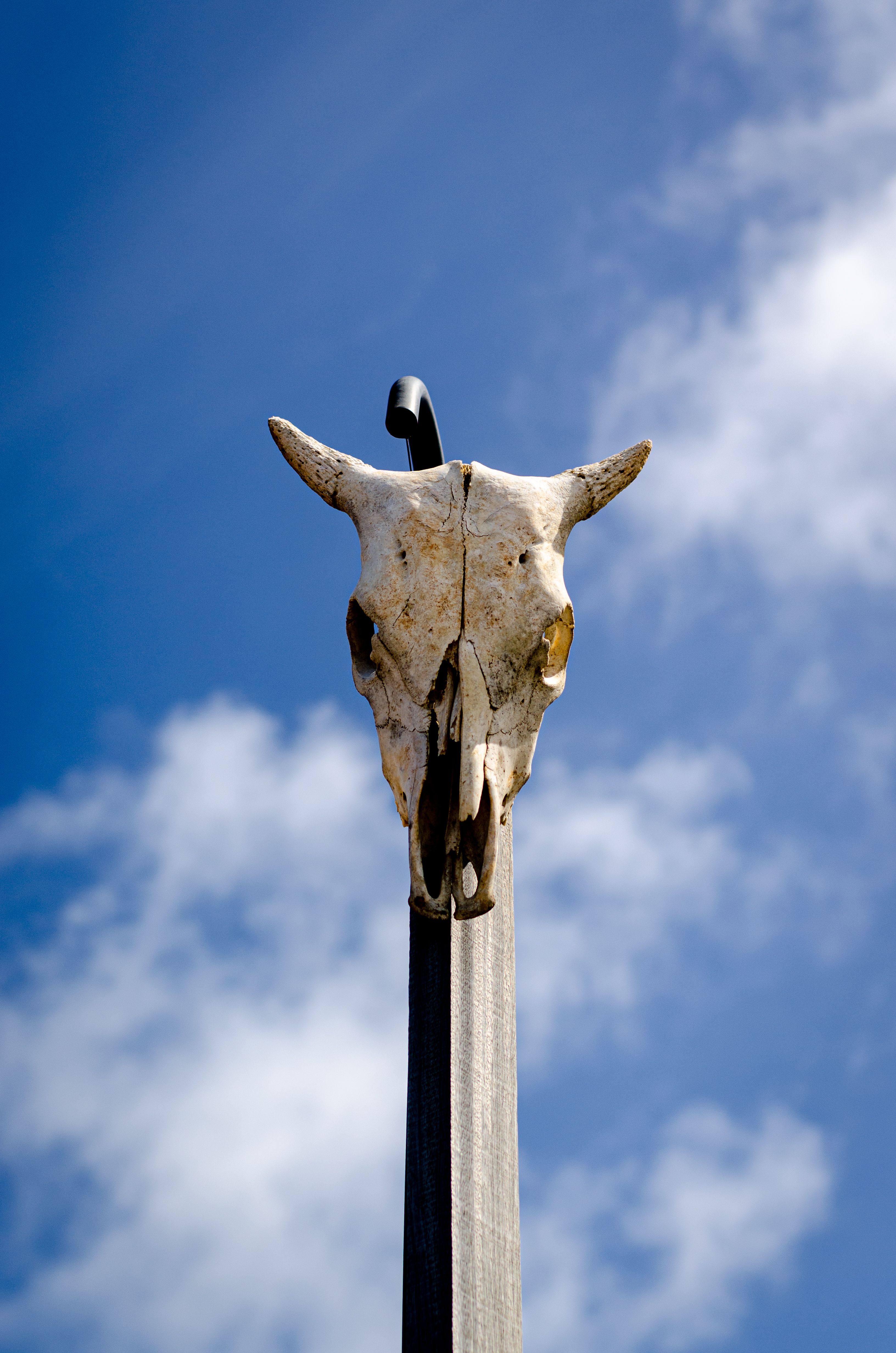 Close-up of a Skull on a Pole · Free Stock Photo