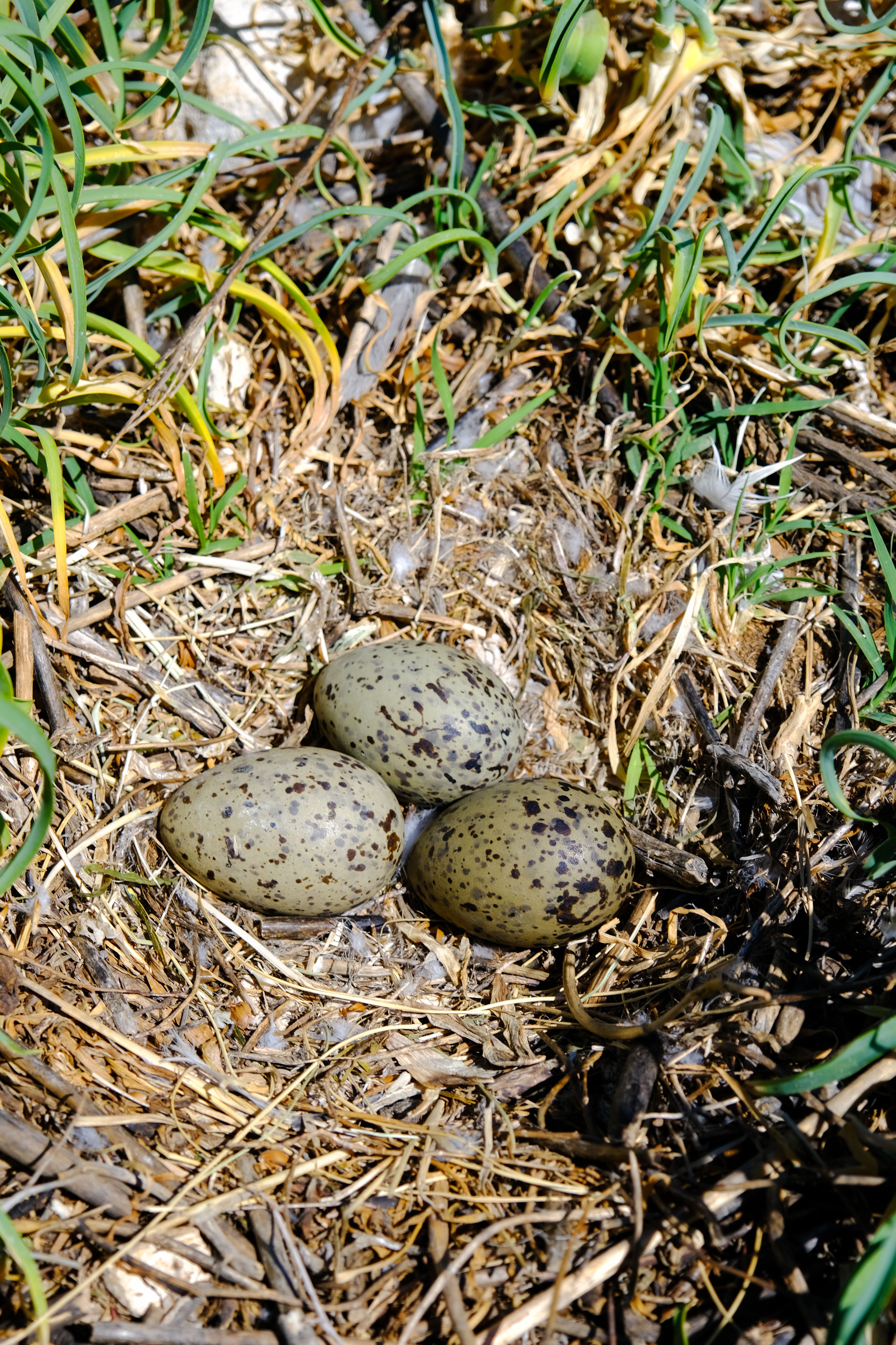 Wild Bird Eggs in a Nest · Free Stock Photo