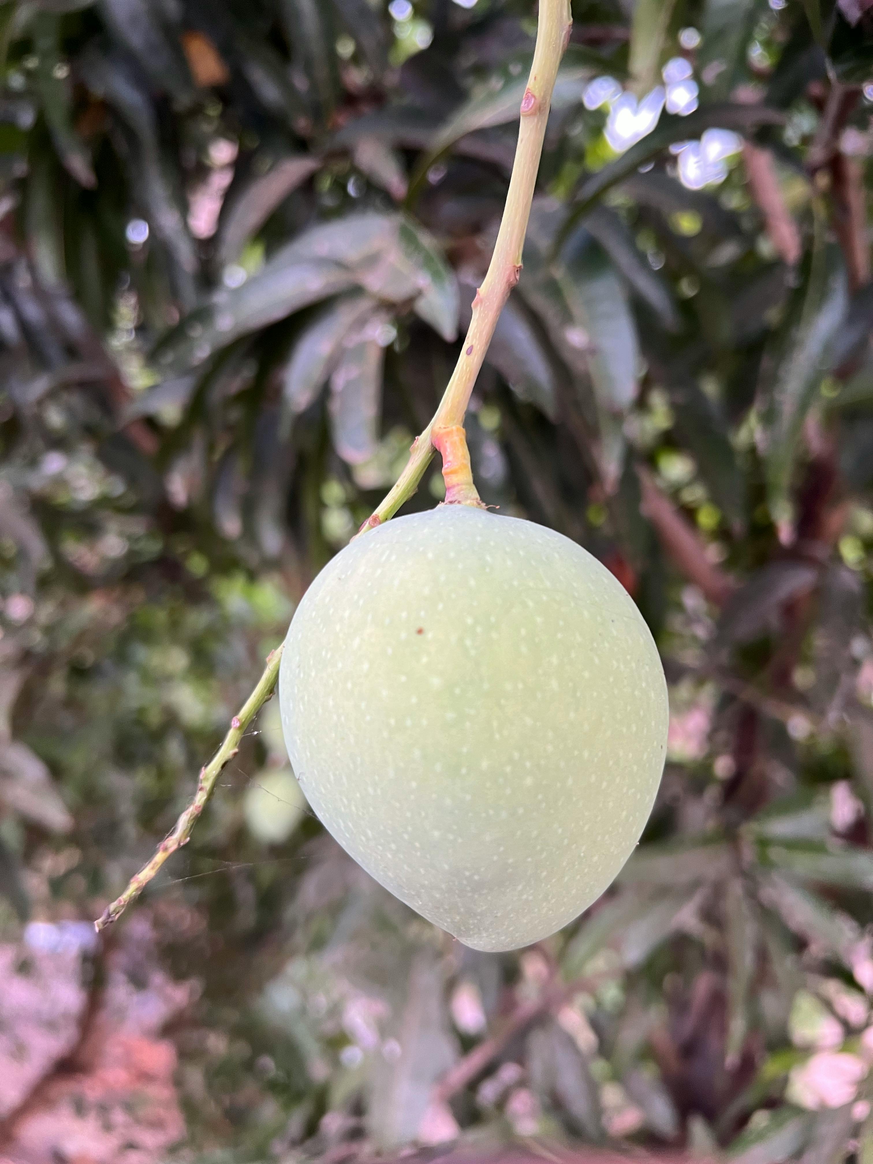 Manoo Media - 사진