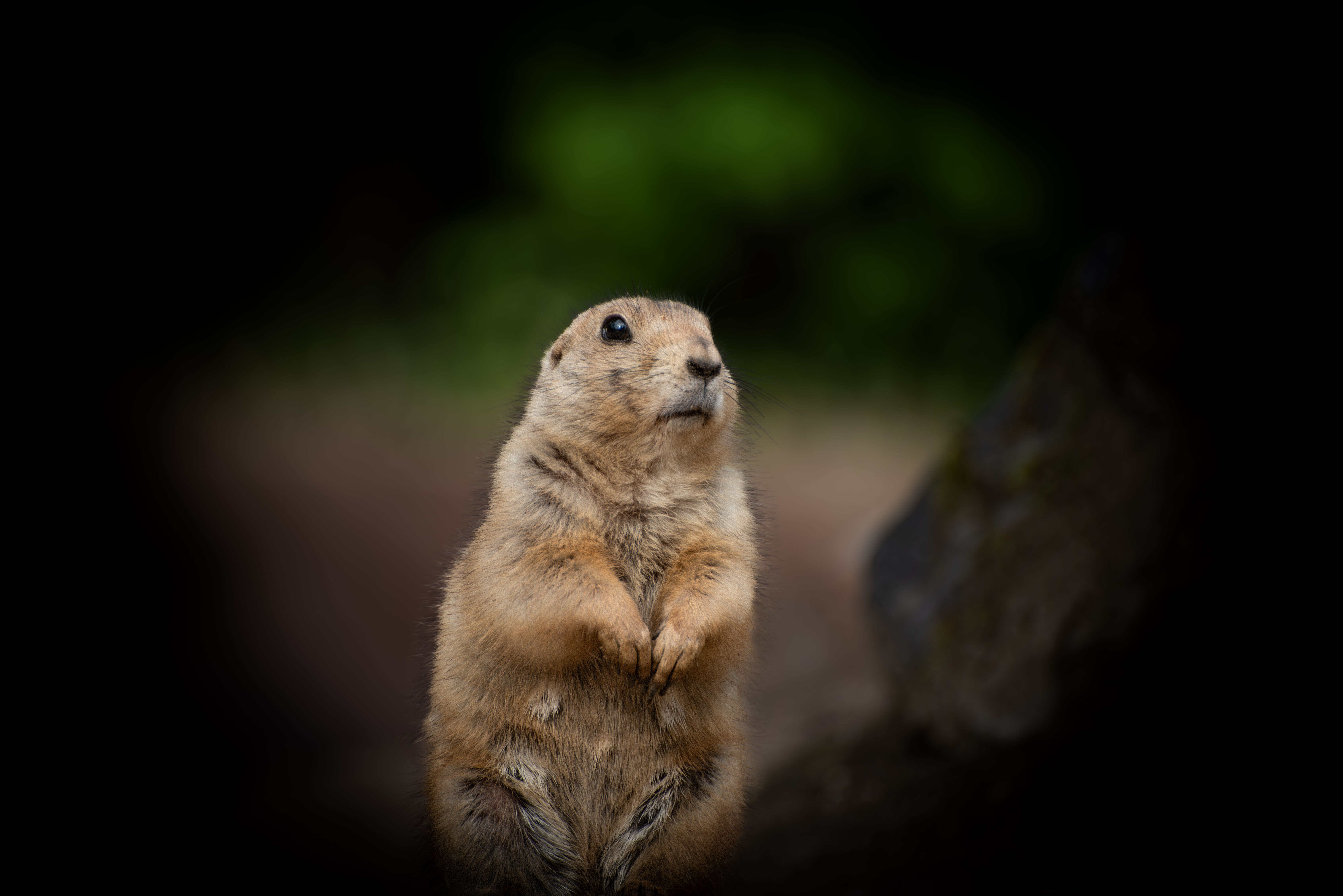 Portrait of a Prairie dog in the zoo · Free Stock Photo