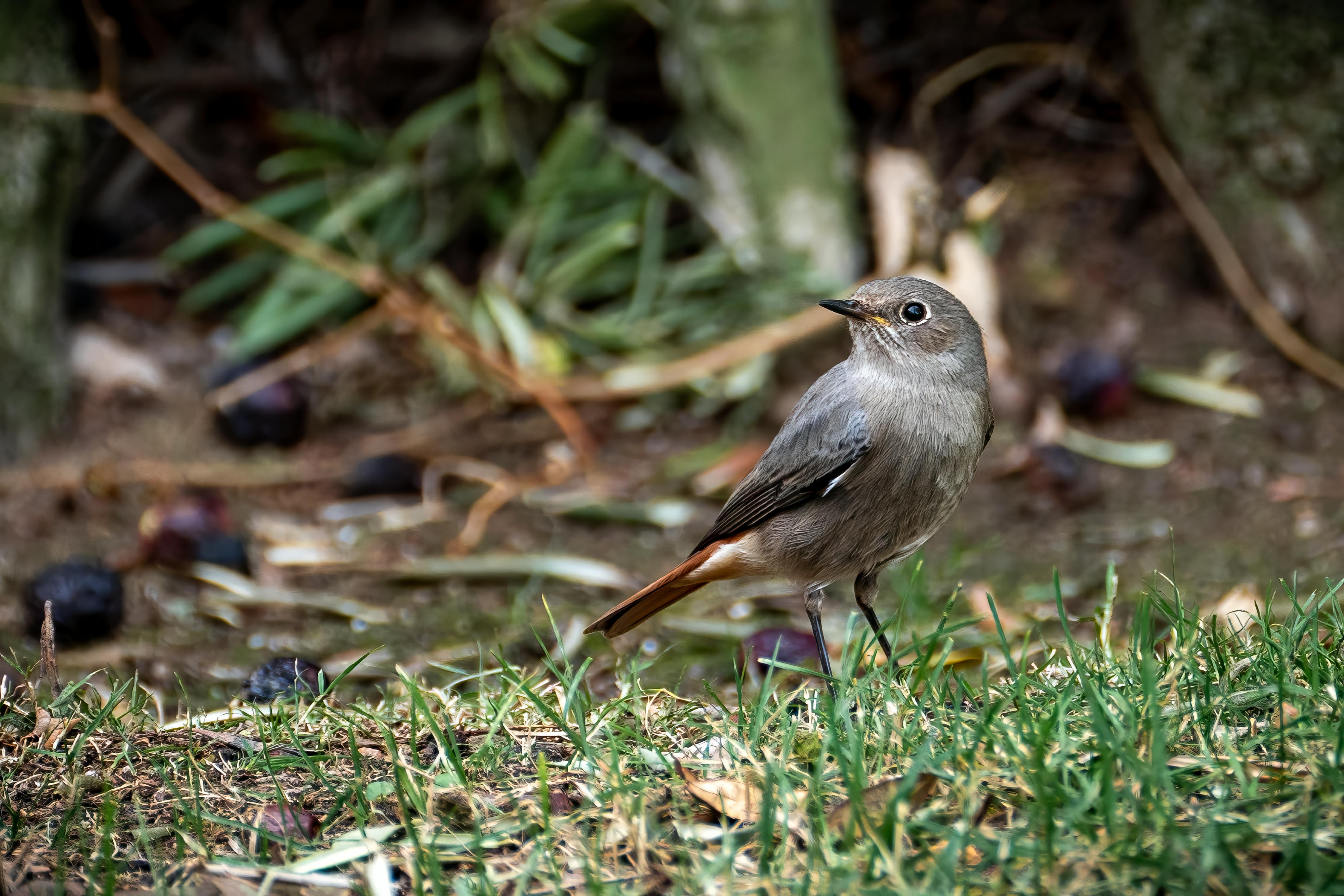 Little Brown Bird in a Forest · Free Stock Photo