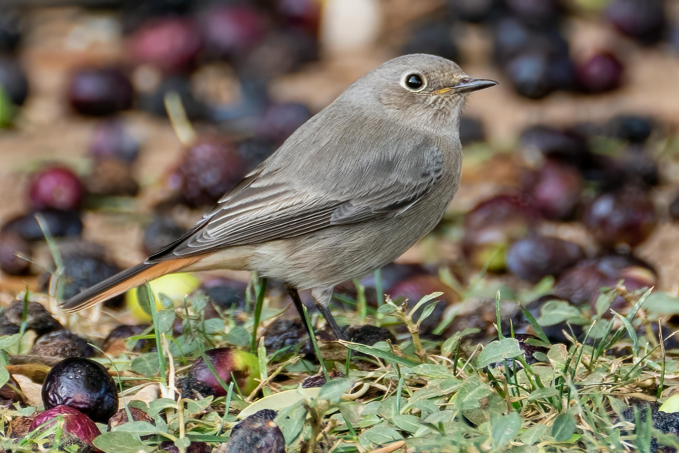 Little Brown Bird in a Forest · Free Stock Photo