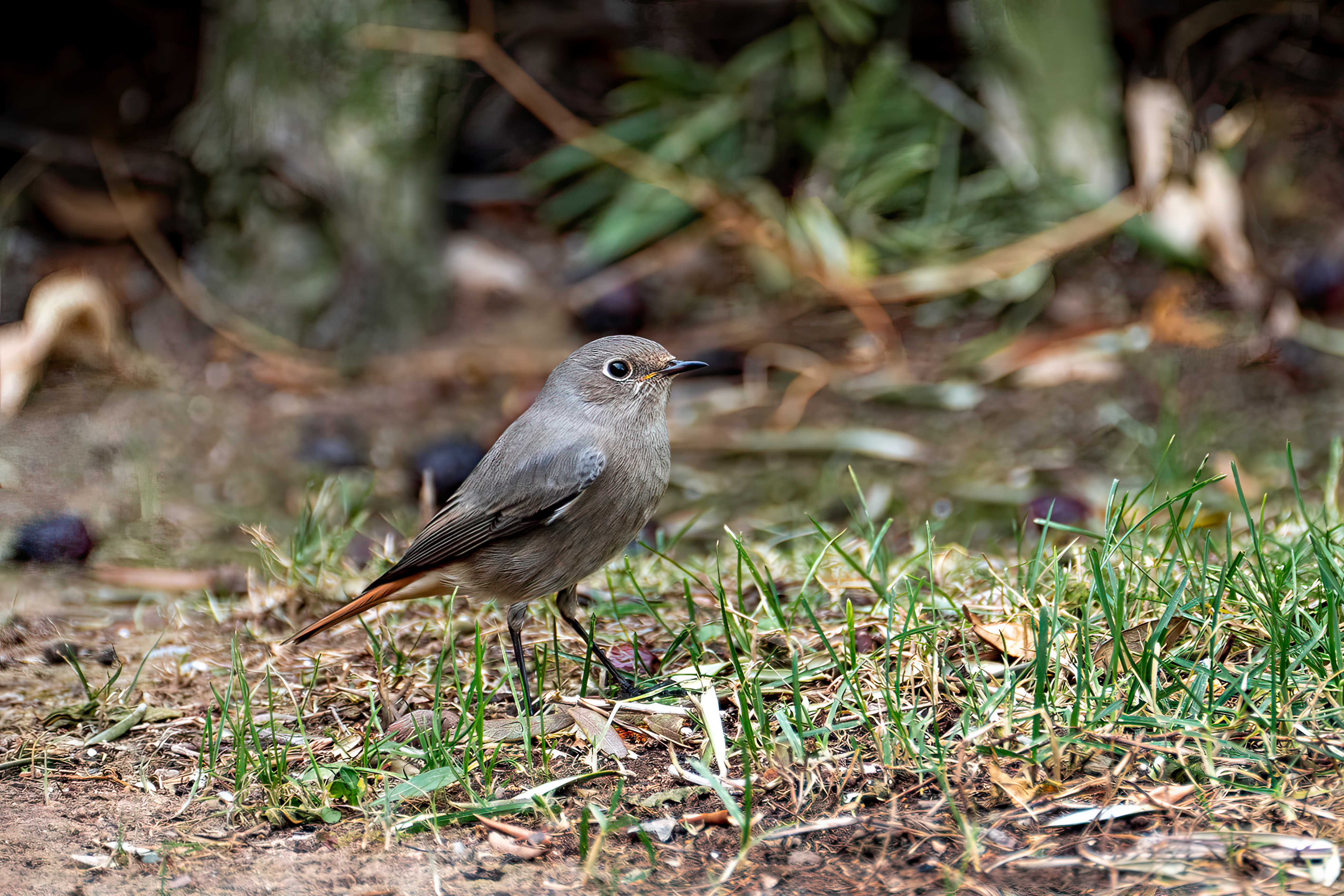 Black Redstart Bird · Free Stock Photo