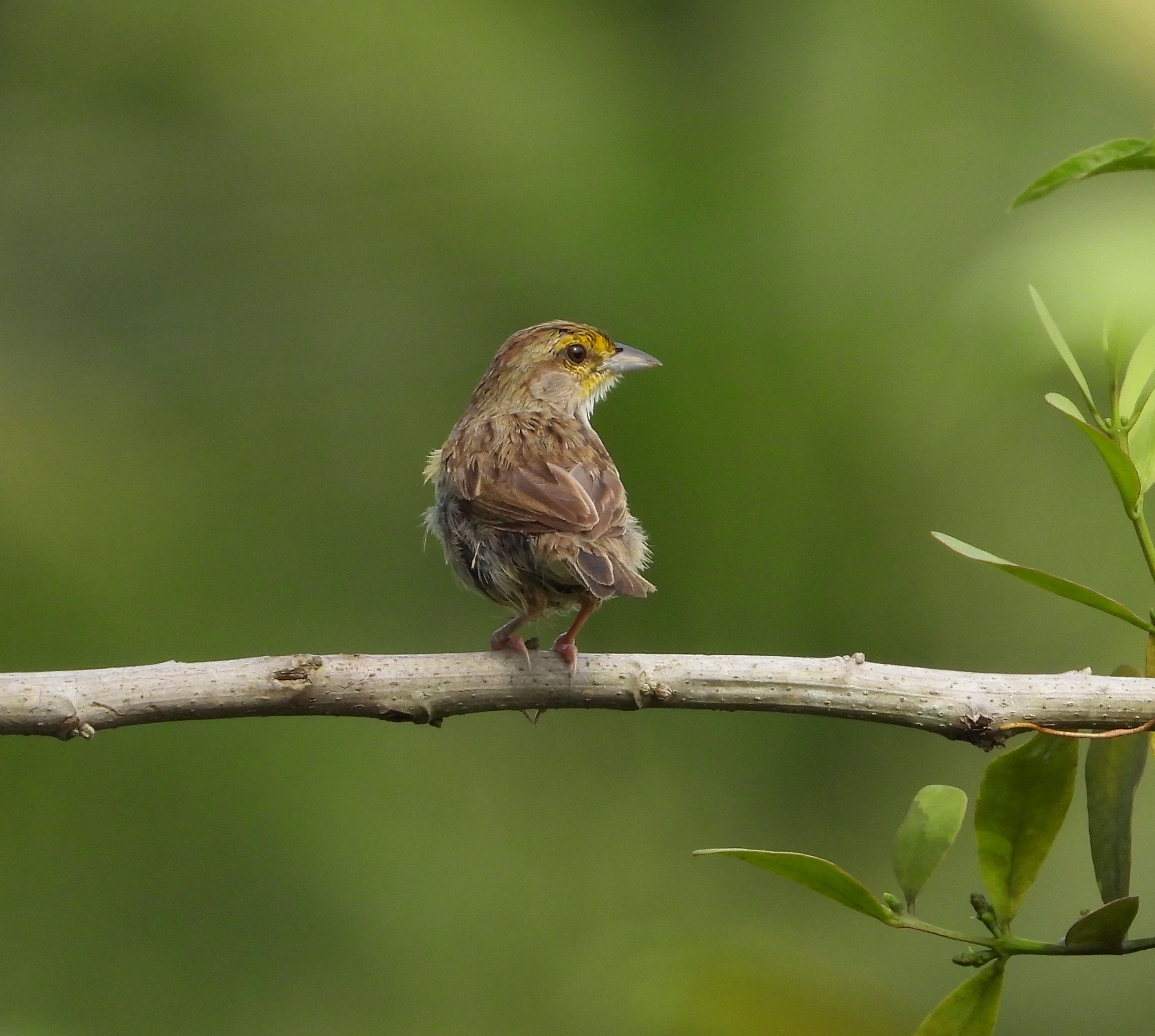 Yellow-browed Sparrow in Nature · Free Stock Photo