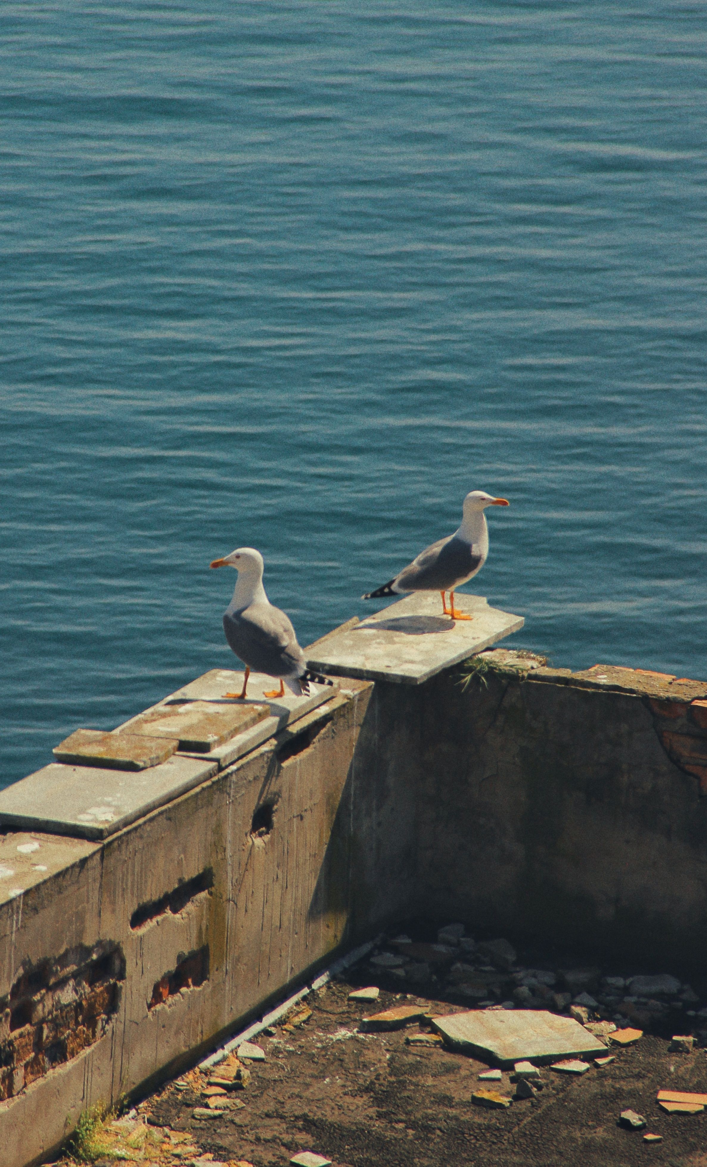 Seagulls on a Stone Wall by the Sea · Free Stock Photo