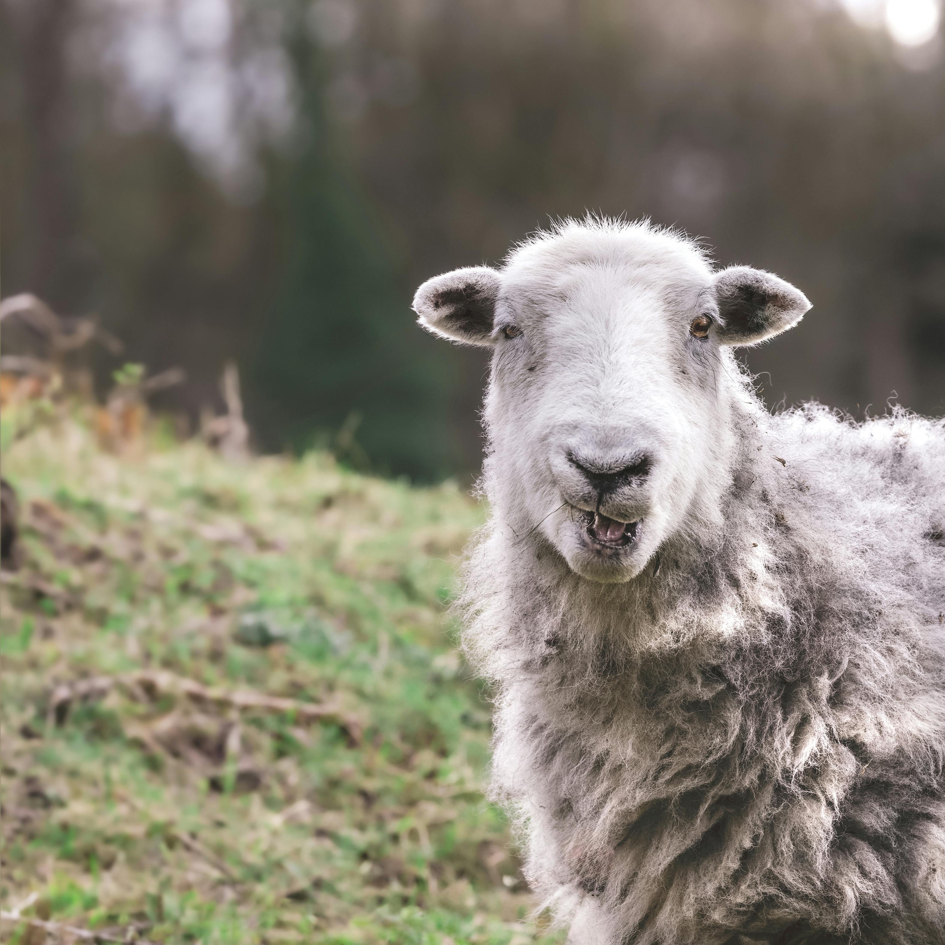 Close-up a Sheep Standing on a Field · Free Stock Photo