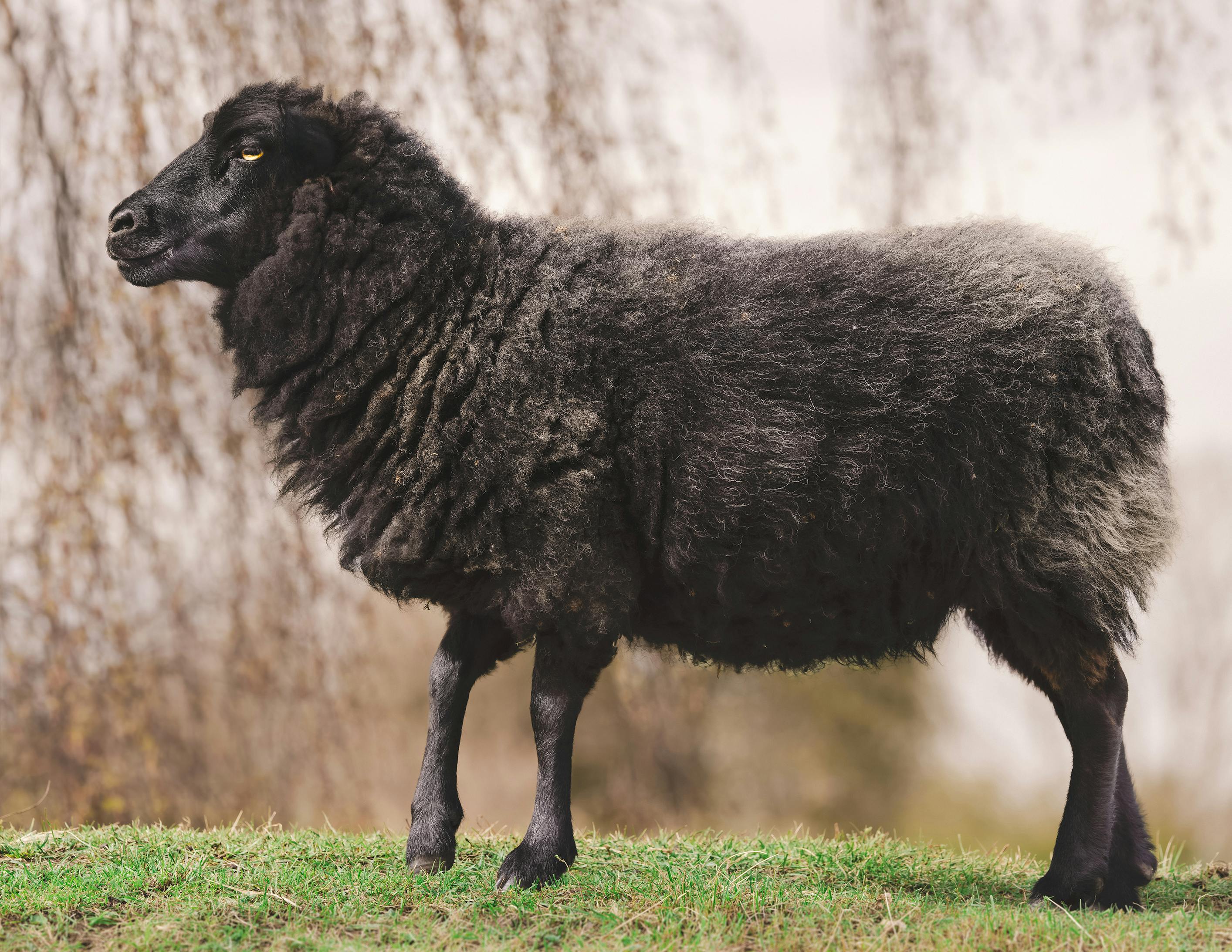 Side View of a Black Sheep Grazing on a Pasture · Free Stock Photo