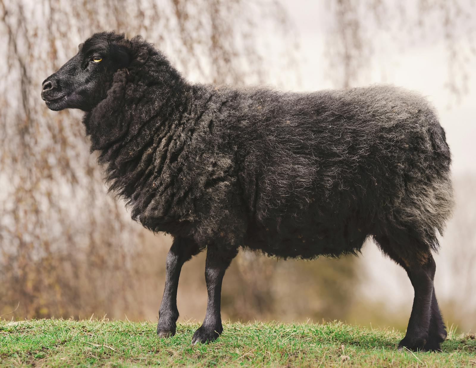 Side View Photos, Download The BEST Free Side View Stock Photos & HD Images