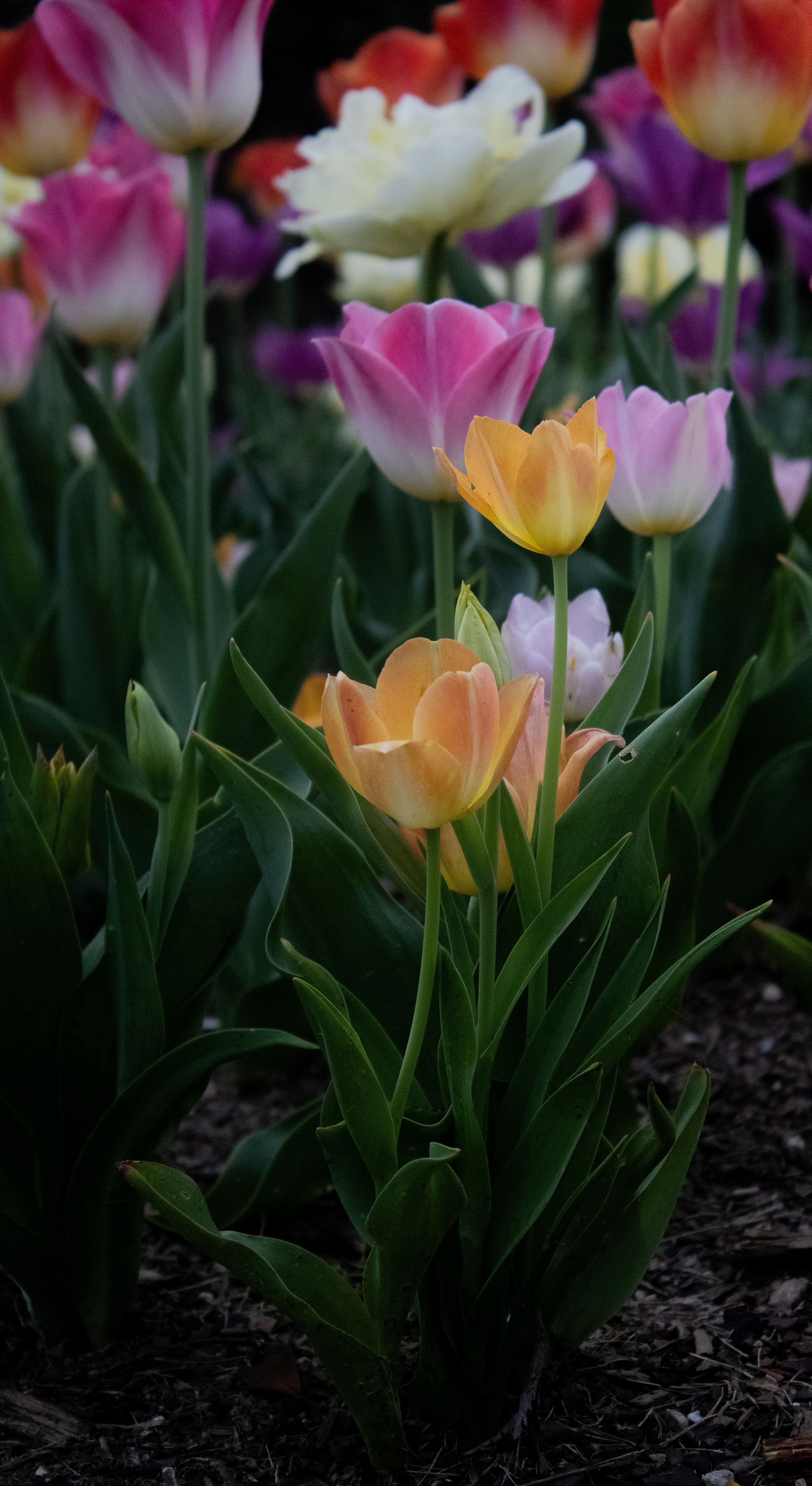 Close-up of Multi Colored Tulips Growing in a Garden · Free Stock Photo