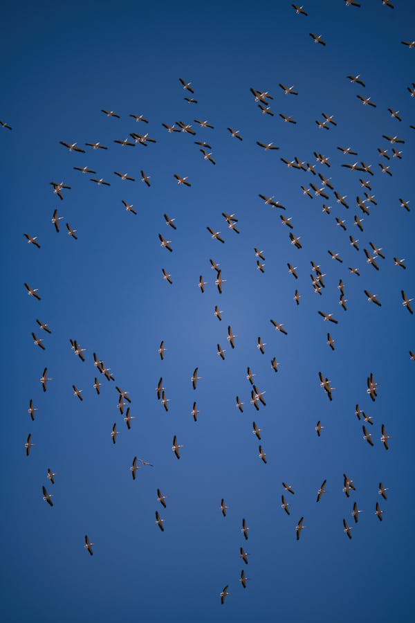 Flock Of Birds Photos, Download The BEST Free Flock Of Birds Stock ...