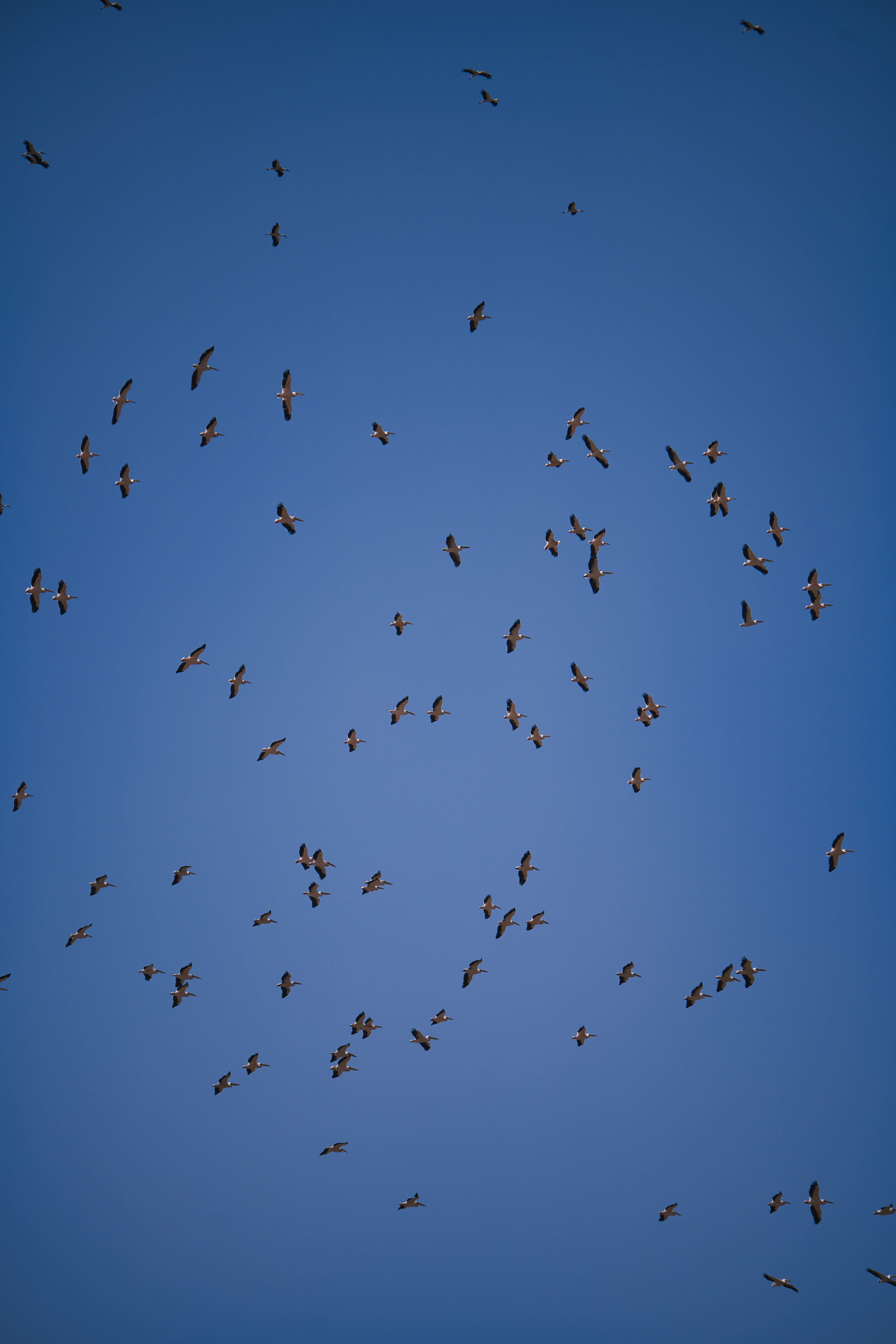 Birds Flying Out Of Sometihng Photos, Download The BEST Free Birds ...