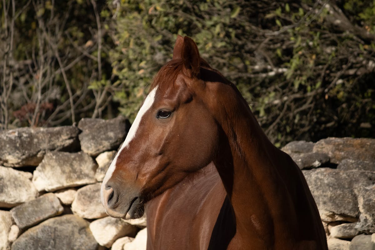 Horse Side Profile Photos, Download The BEST Free Horse Side Profile Stock Photos & HD Images