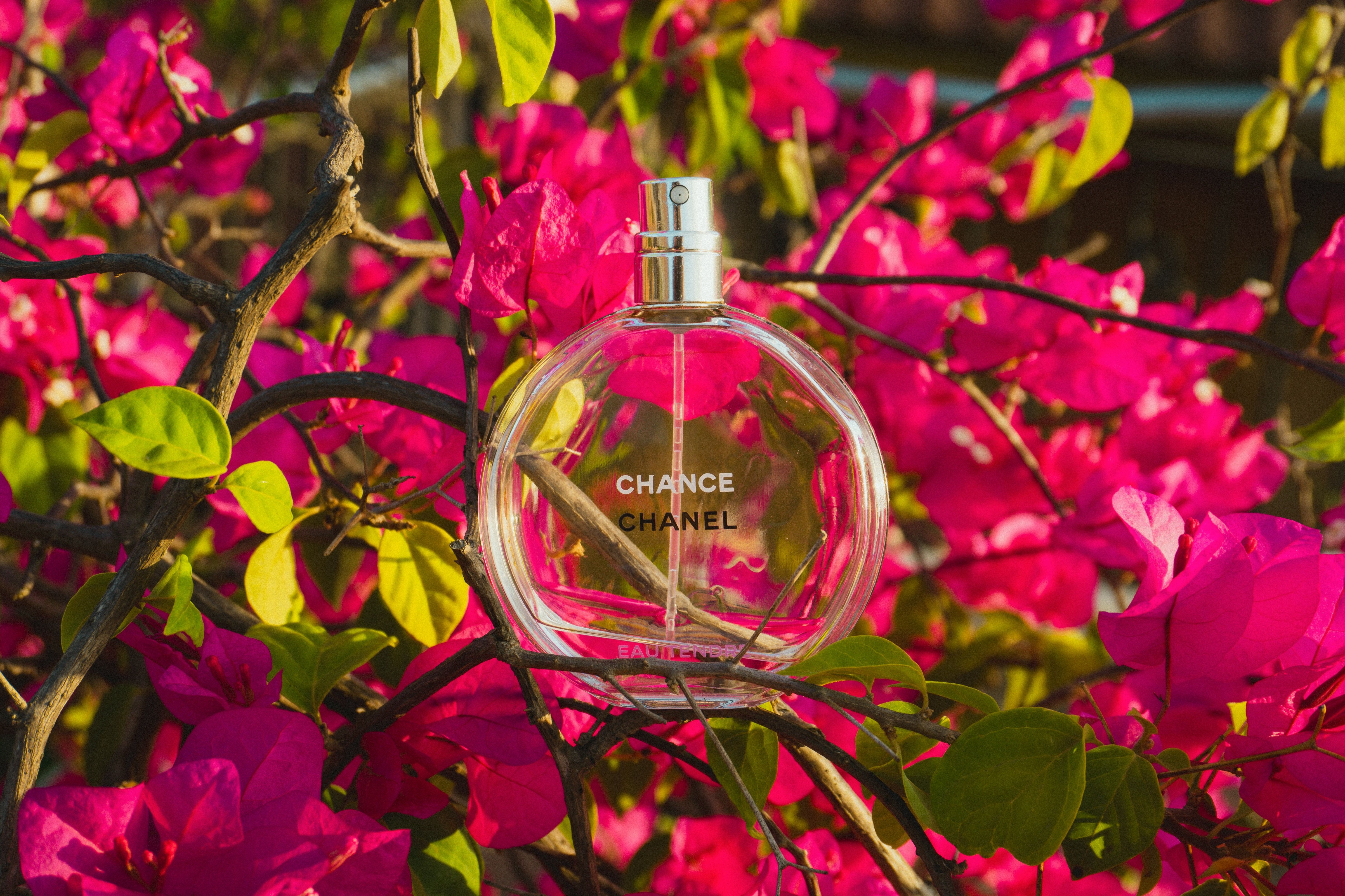 Vial of Perfume and Pink Flowers · Free Stock Photo