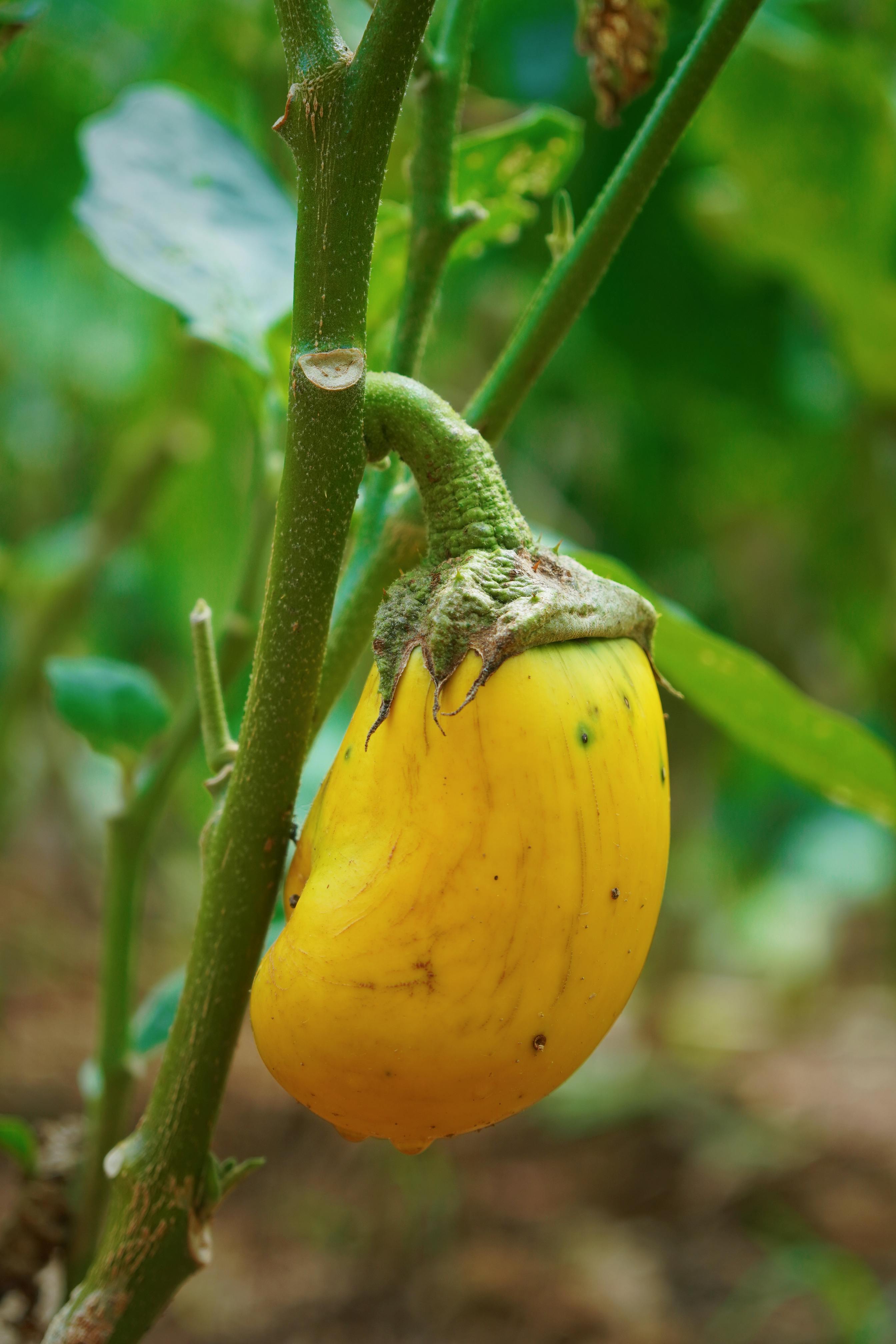 Yellow, Exotic Fruit · Free Stock Photo