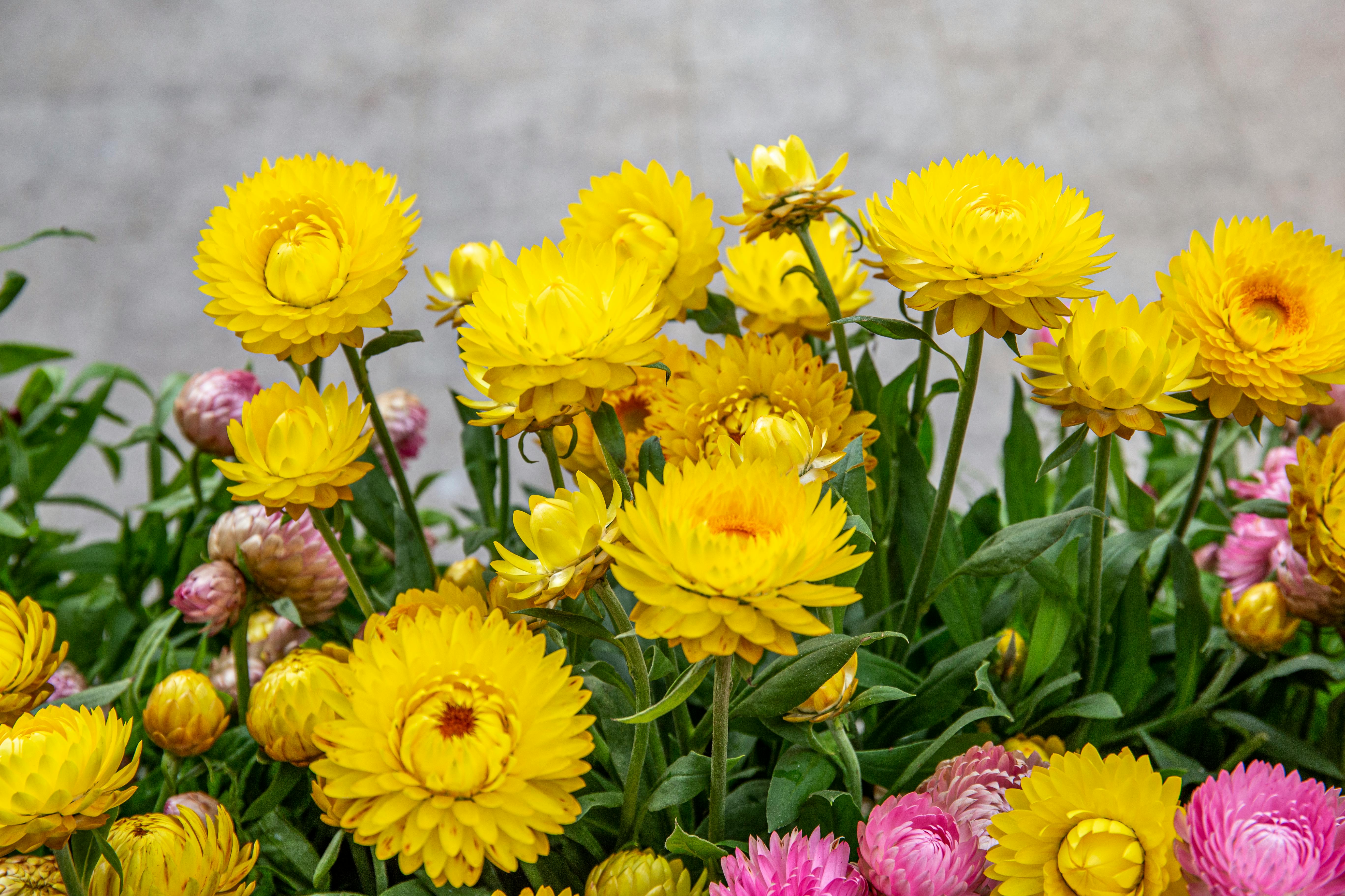 fei wang - Photography