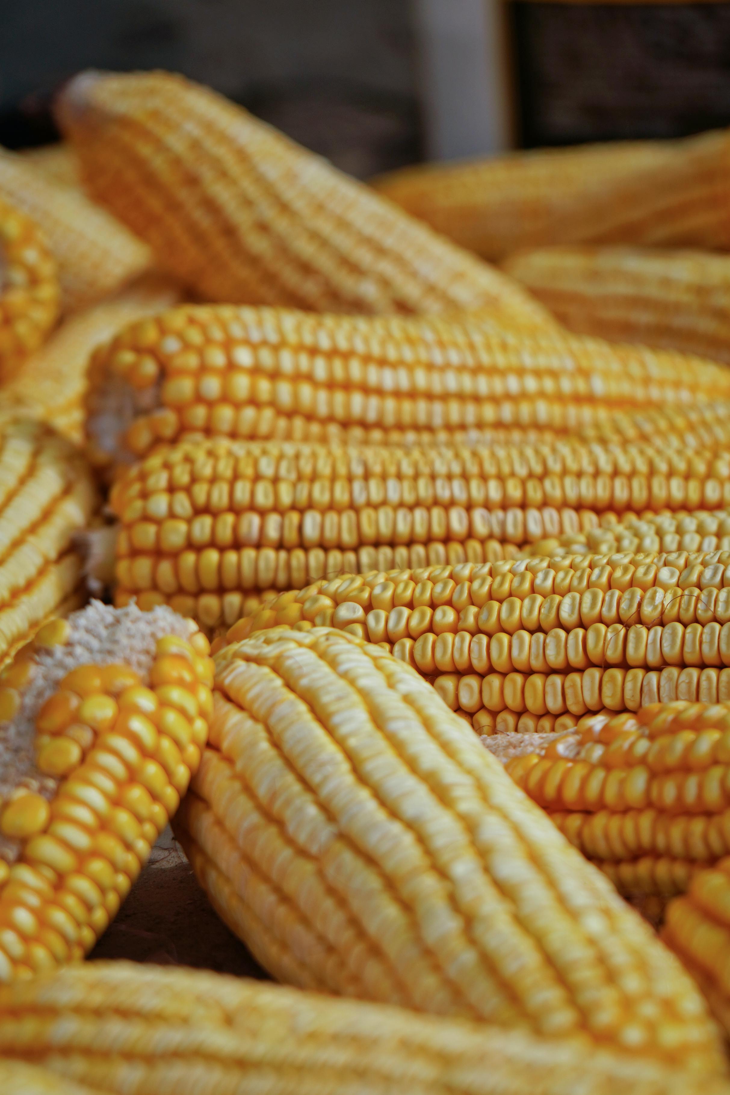 Orange Corn Kernels · Free Stock Photo