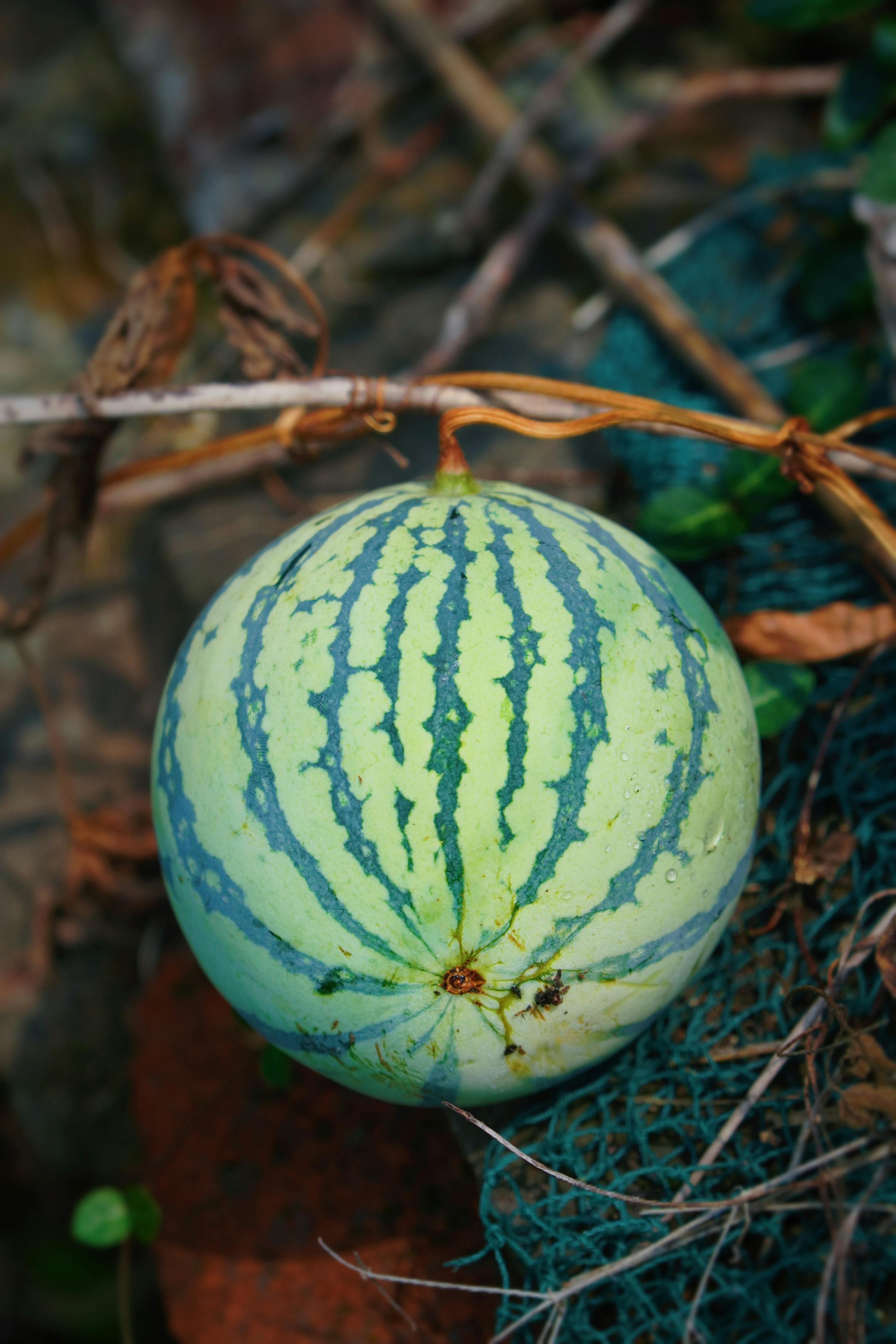 Green Watermelon Fruit · Free Stock Photo