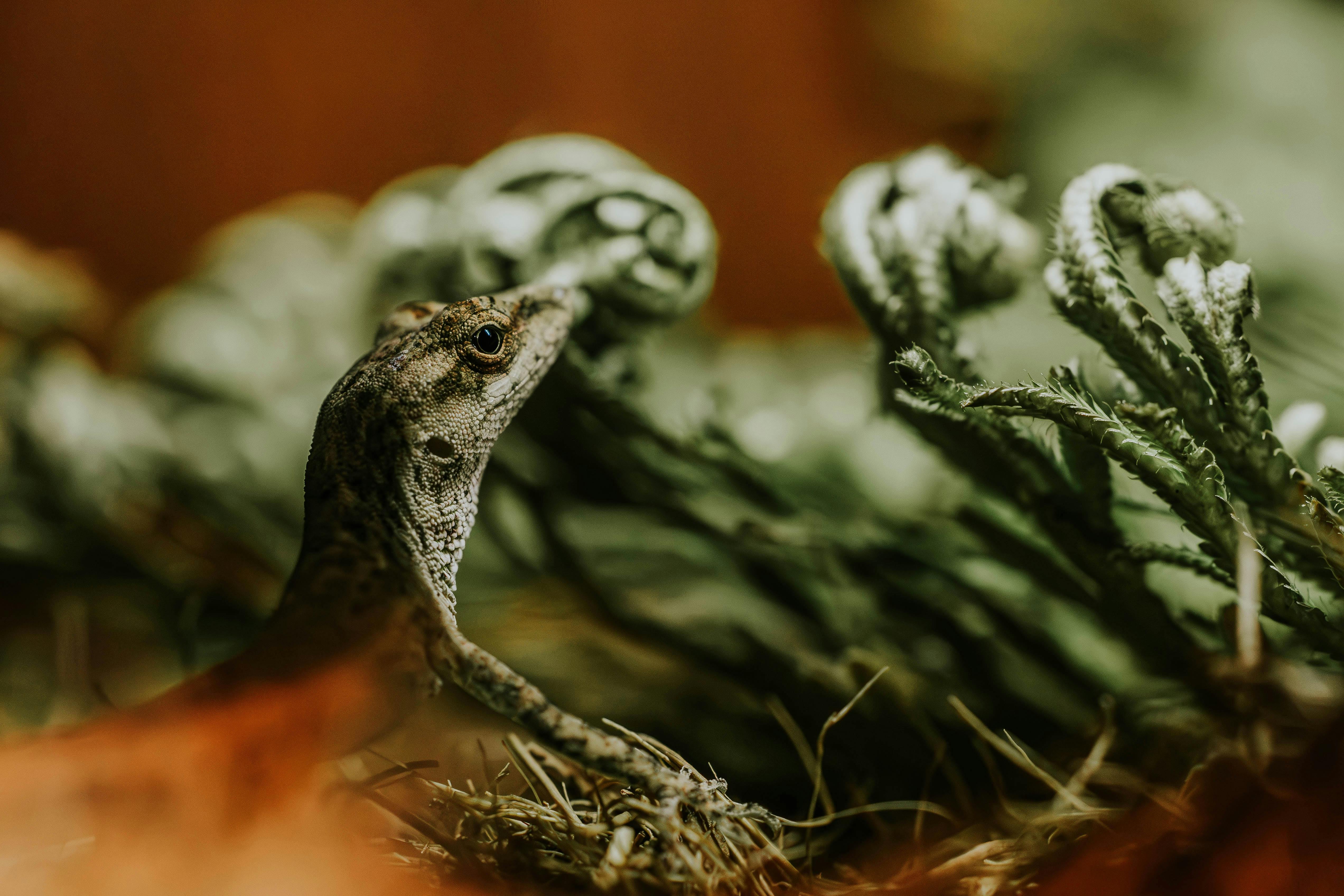 Lizard in Nature · Free Stock Photo