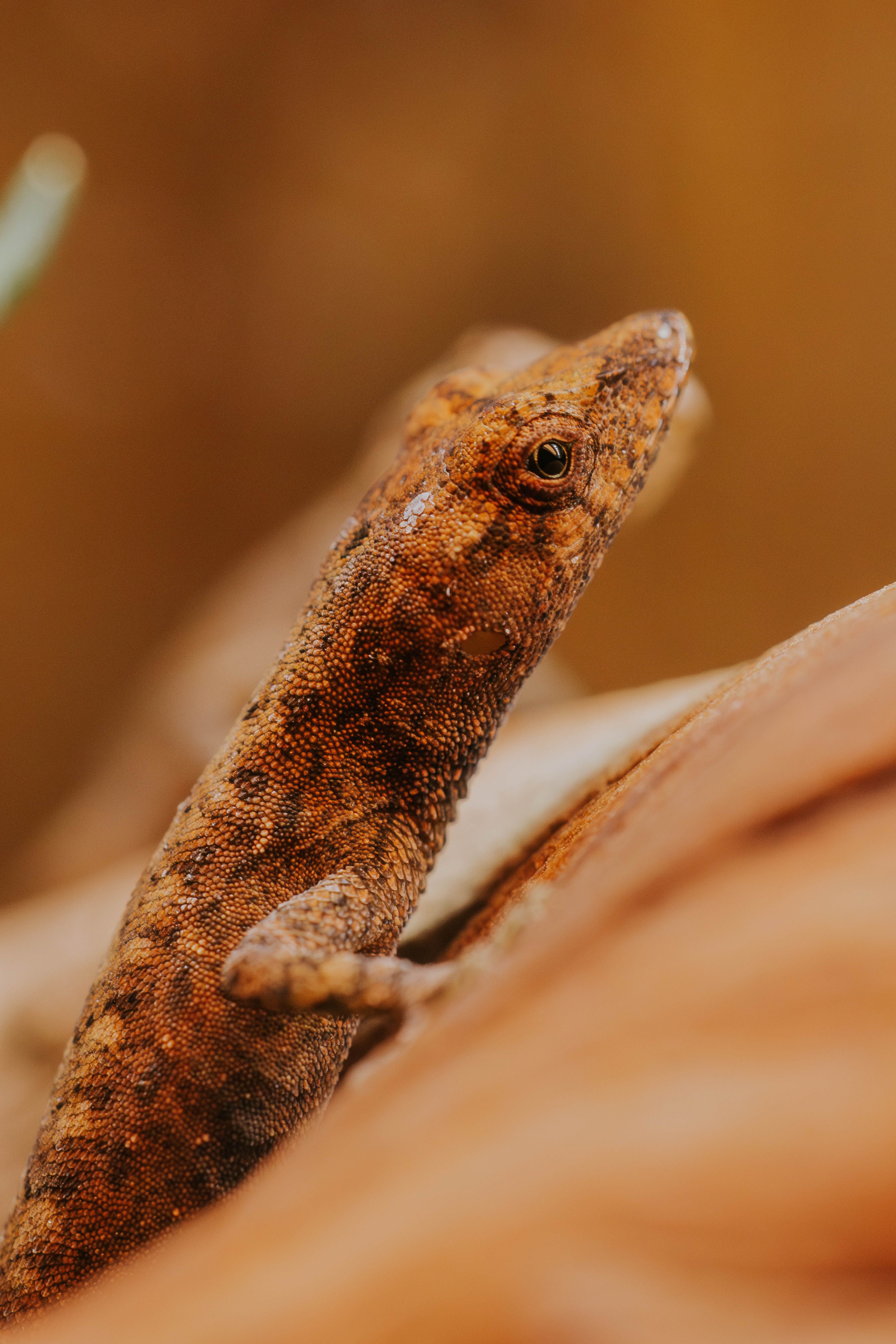 Head of Lizard · Free Stock Photo