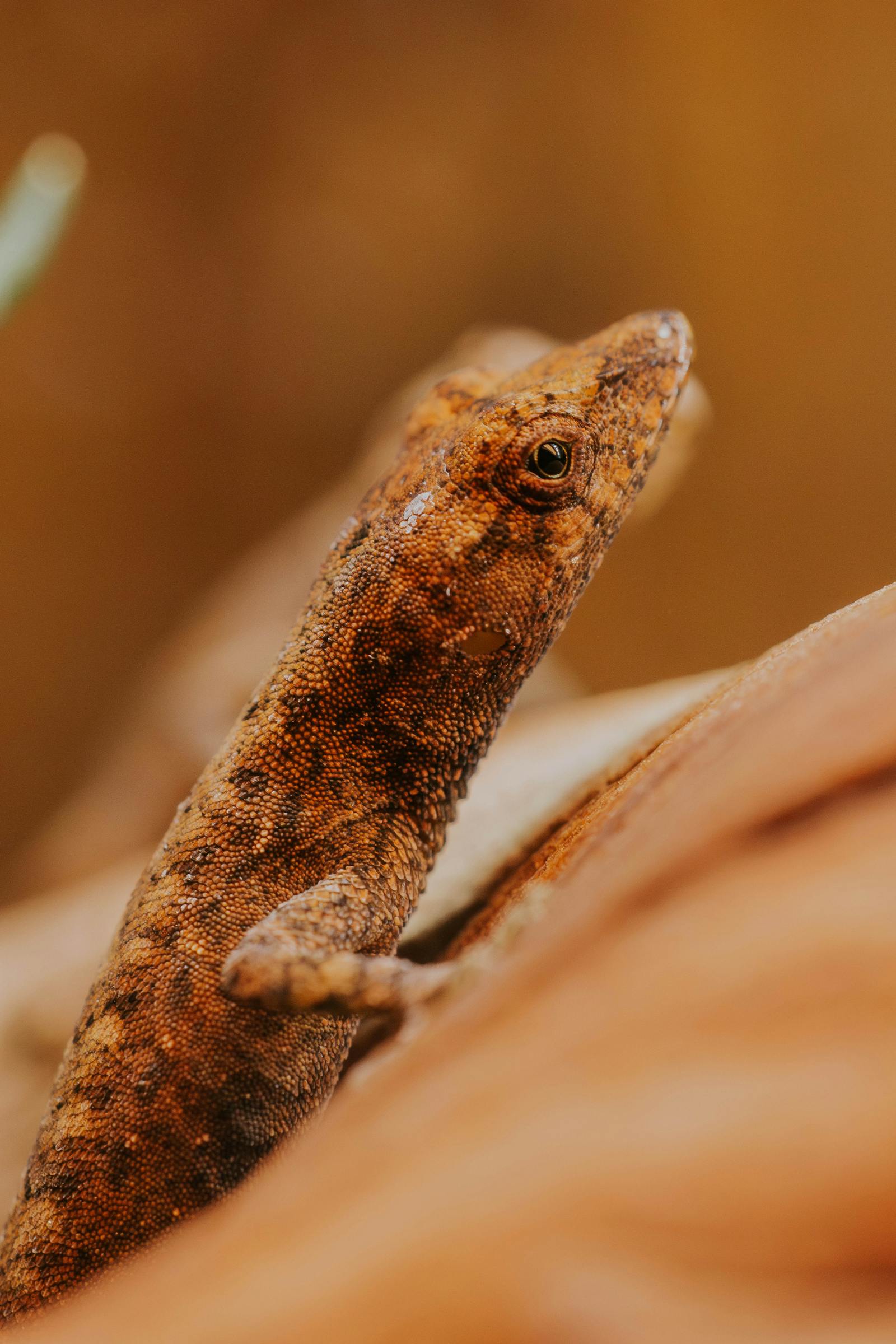 Gecko Photos, Download The BEST Free Gecko Stock Photos & HD Images