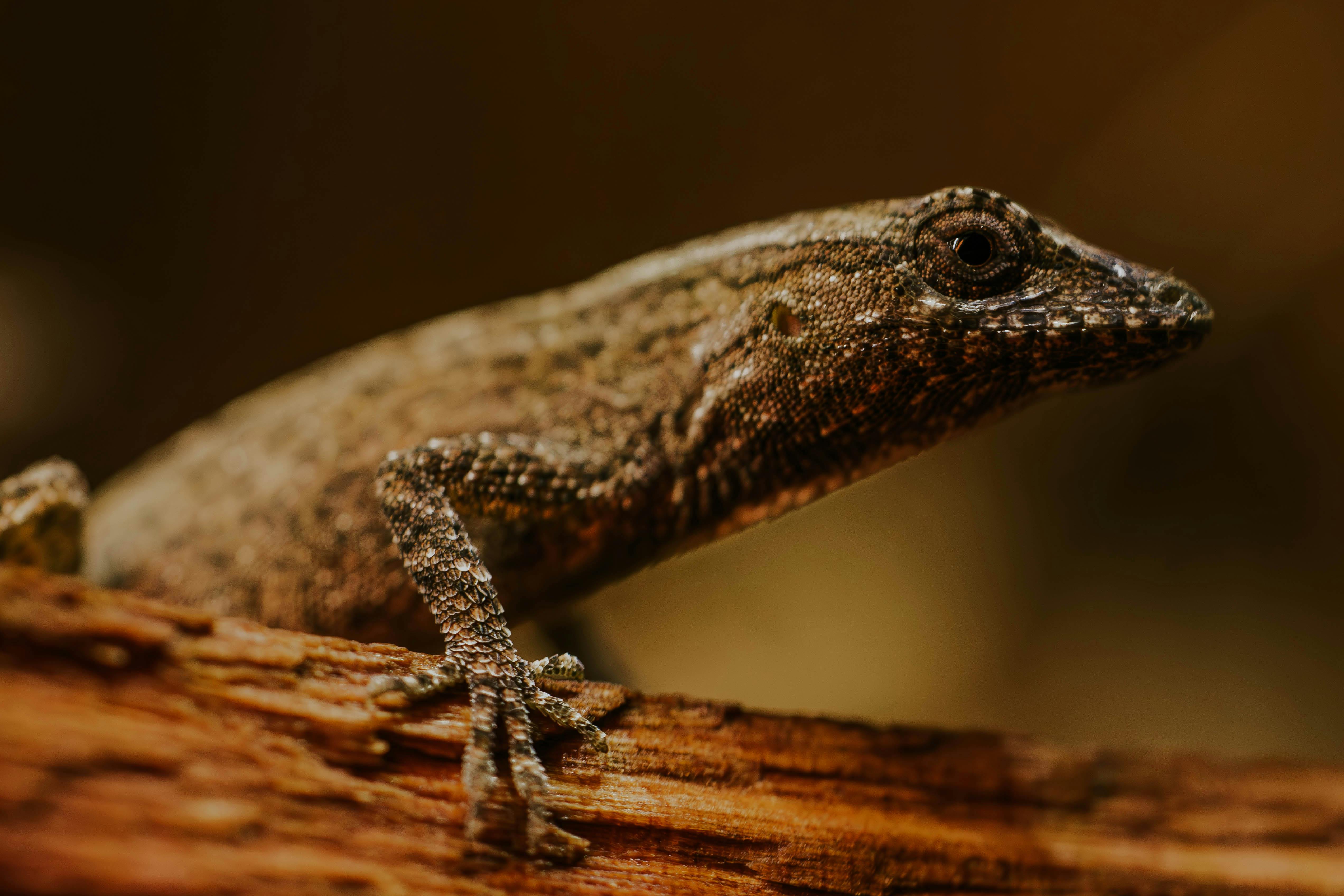 Anolis Lizard Head · Free Stock Photo