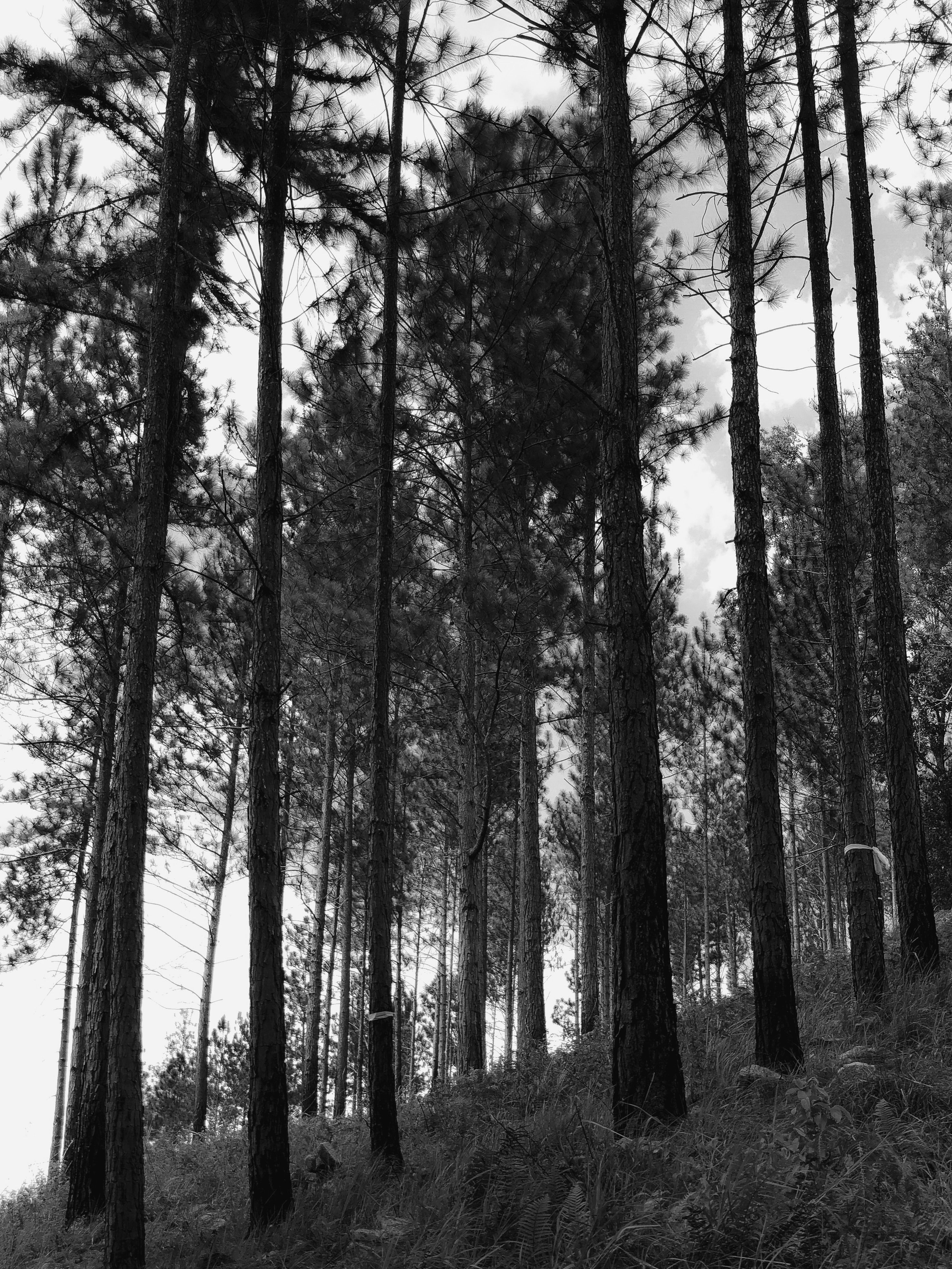 Grayscale Photo of Trees in the Forest · Free Stock Photo