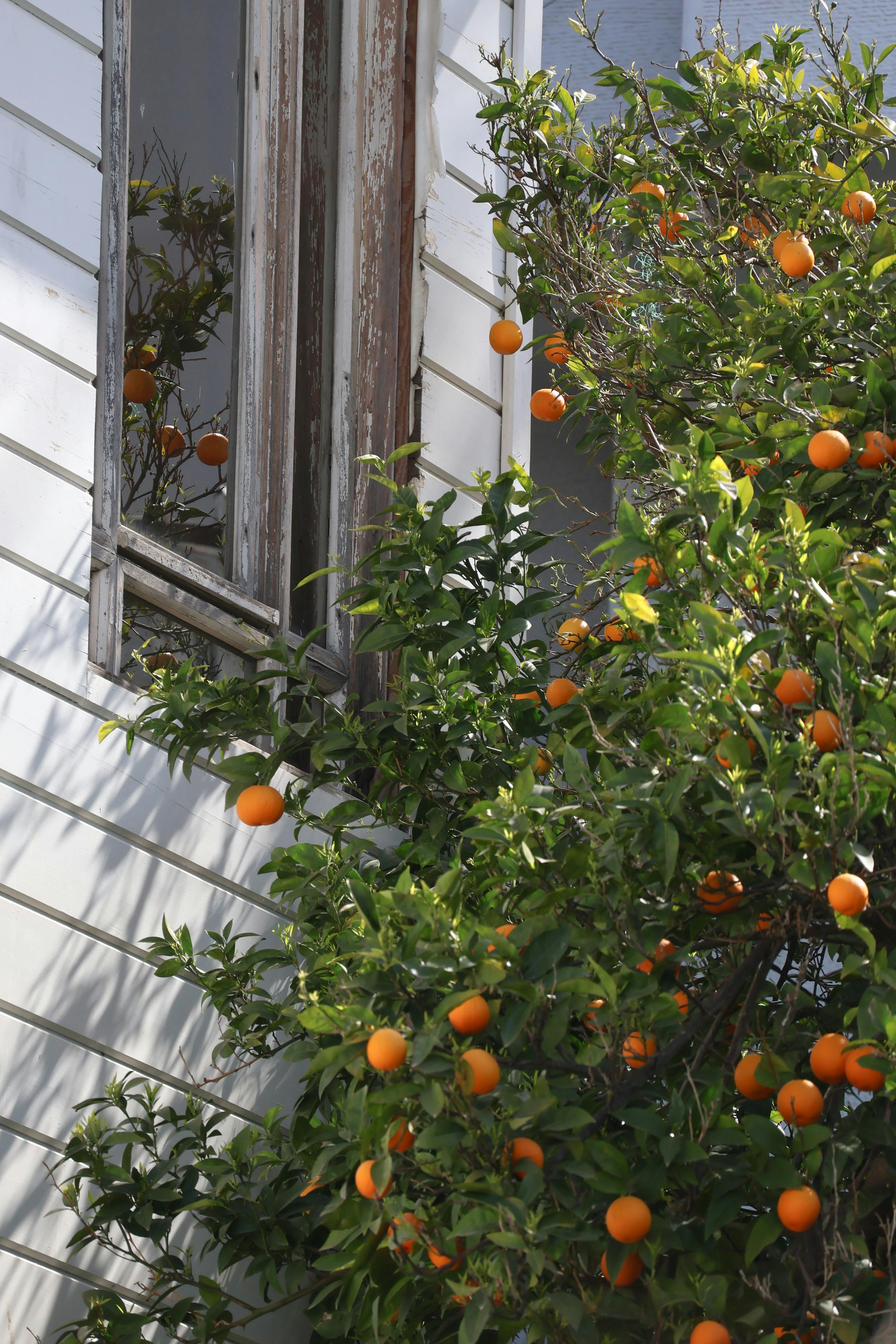 Orange tree · Free Stock Photo