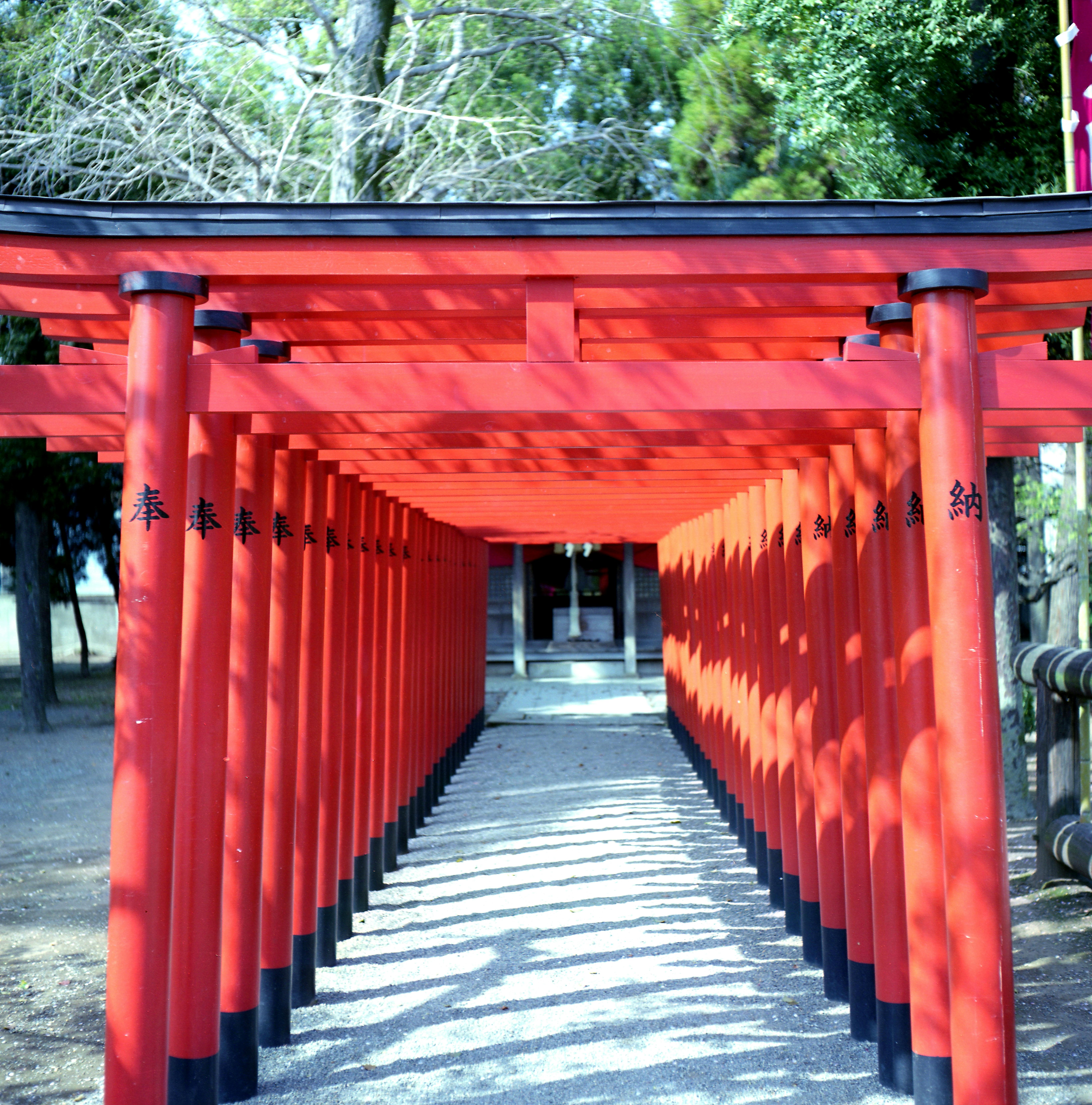 Torii Gates · Free Stock Photo