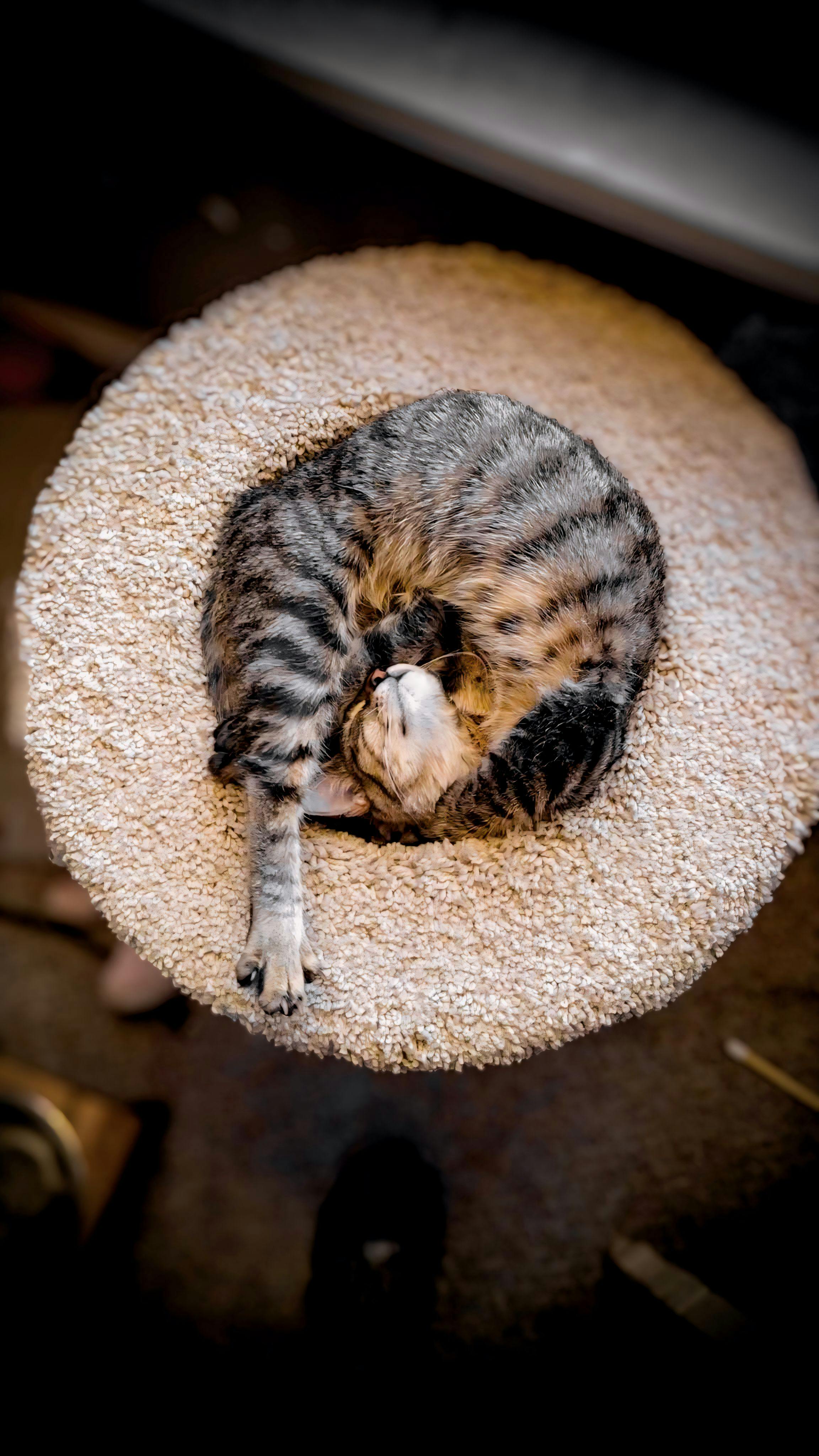 Cat Top View Photos, Download The BEST Free Cat Top View Stock Photos ...