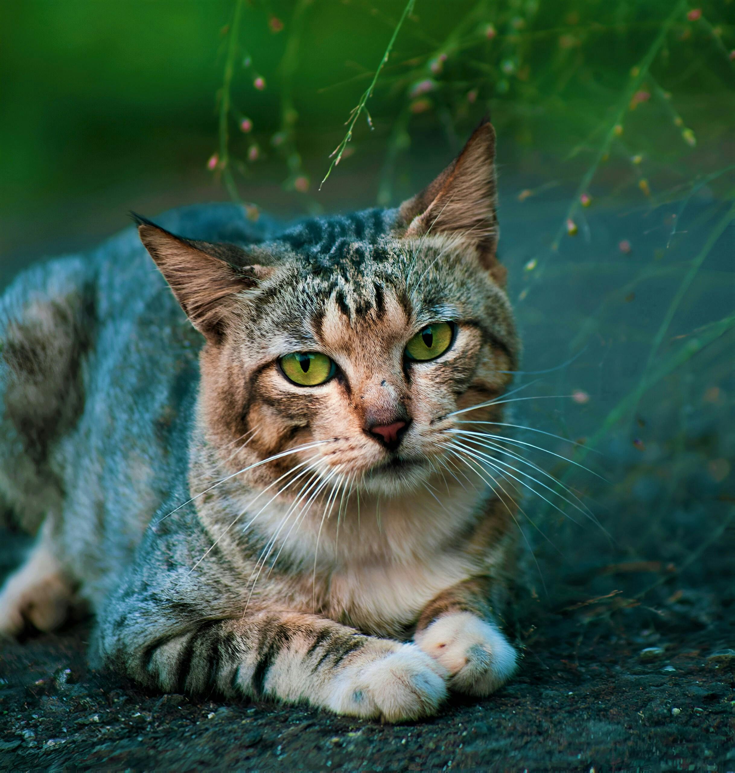 Tabby Cat Photos, Download The BEST Free Tabby Cat Stock Photos & HD Images