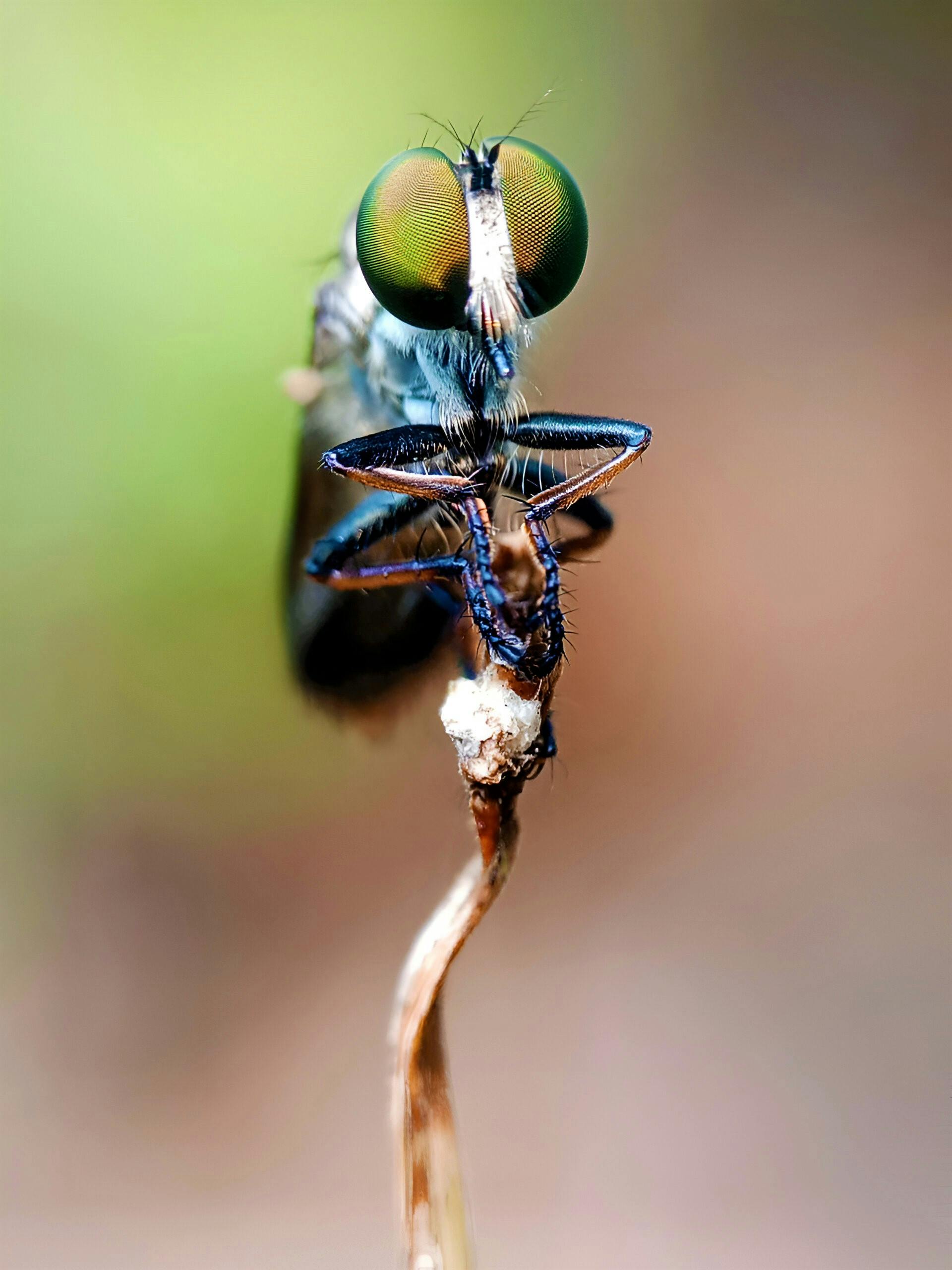 A close up of a fly with big eyes · Free Stock Photo