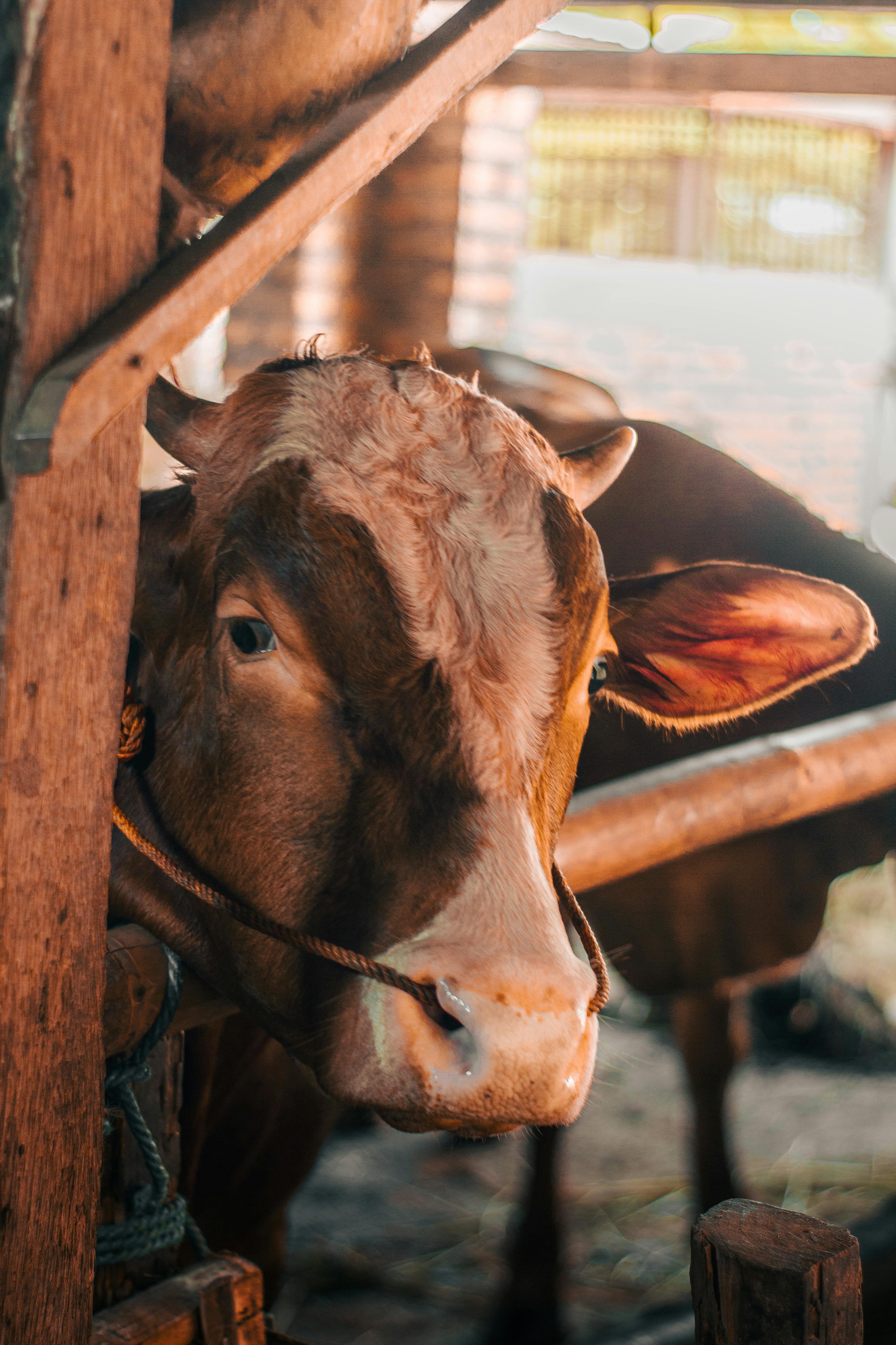 Barn Cow Photos, Download The BEST Free Barn Cow Stock Photos & HD Images