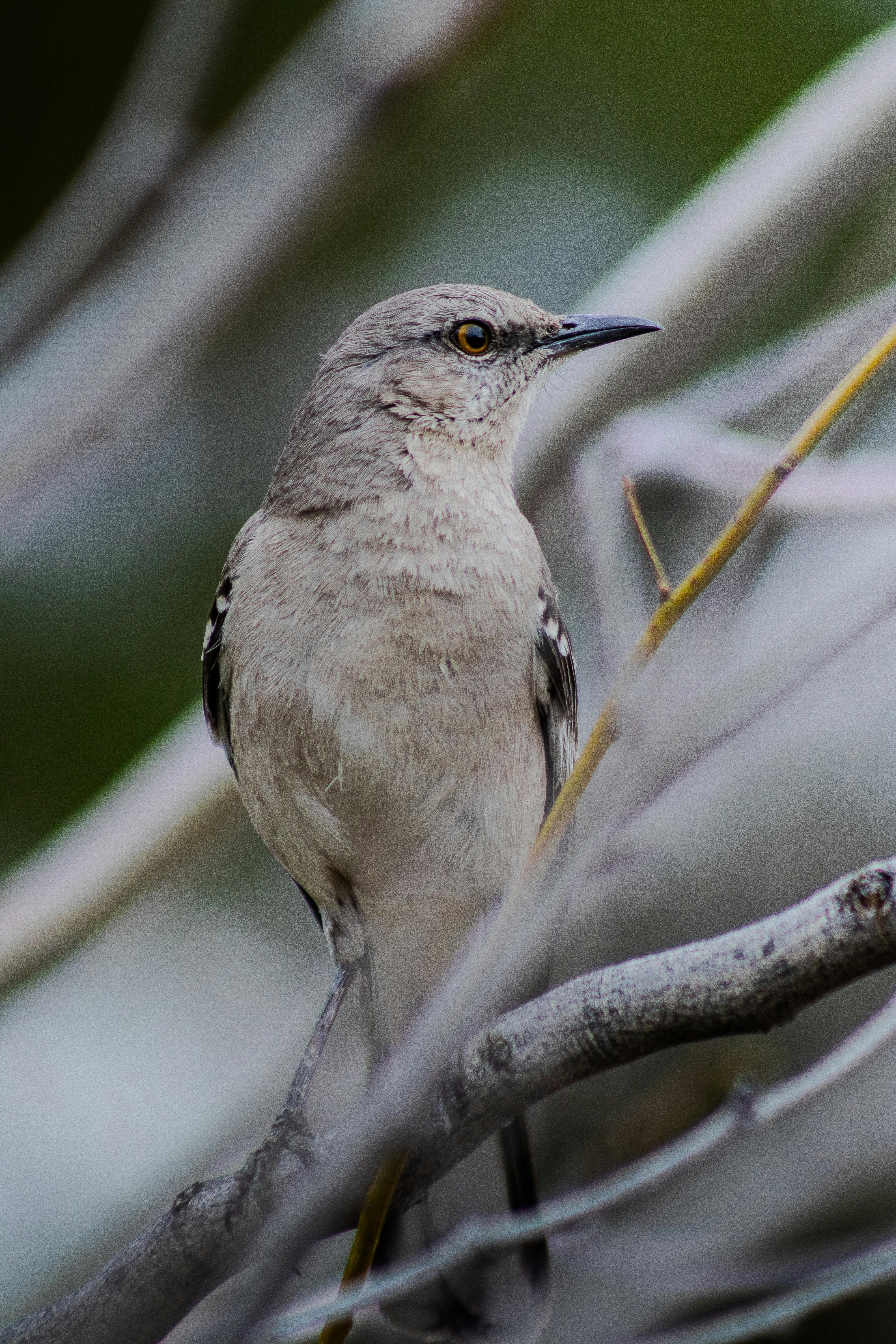 Mockingbird Photos, Download The BEST Free Mockingbird Stock Photos ...