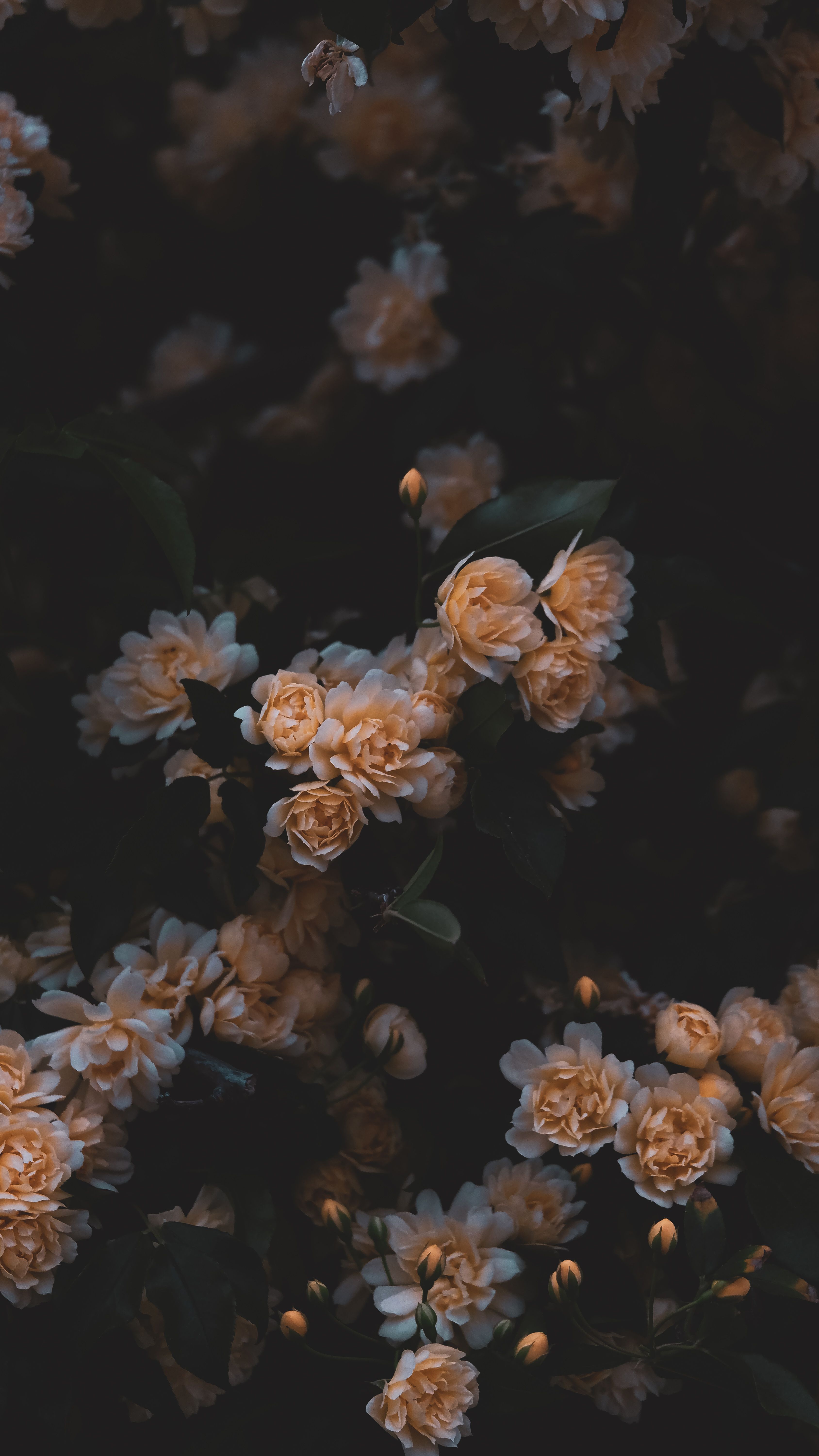 A black and white photo of flowers · Free Stock Photo