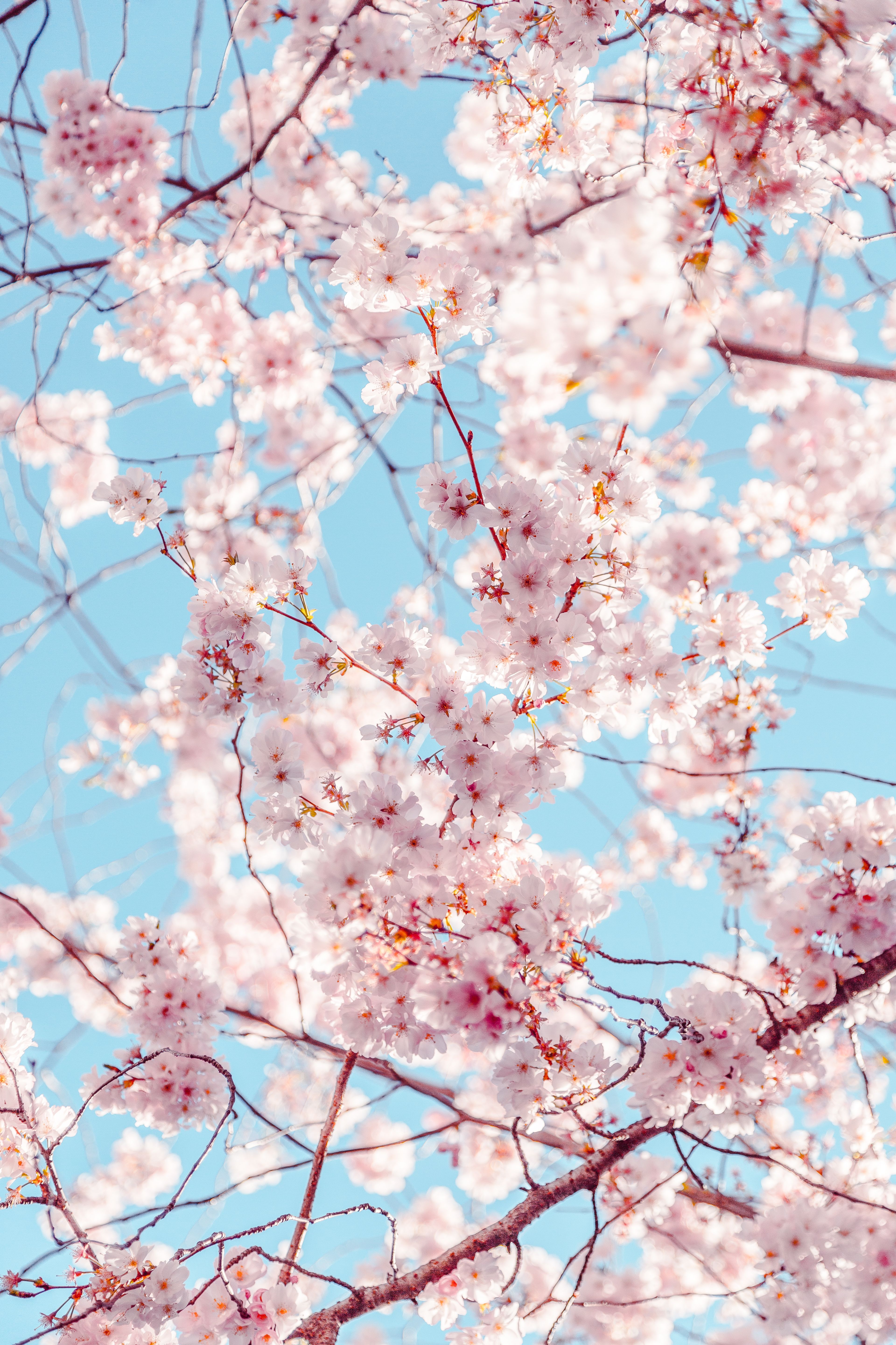 View of a Tree in Spring · Free Stock Photo