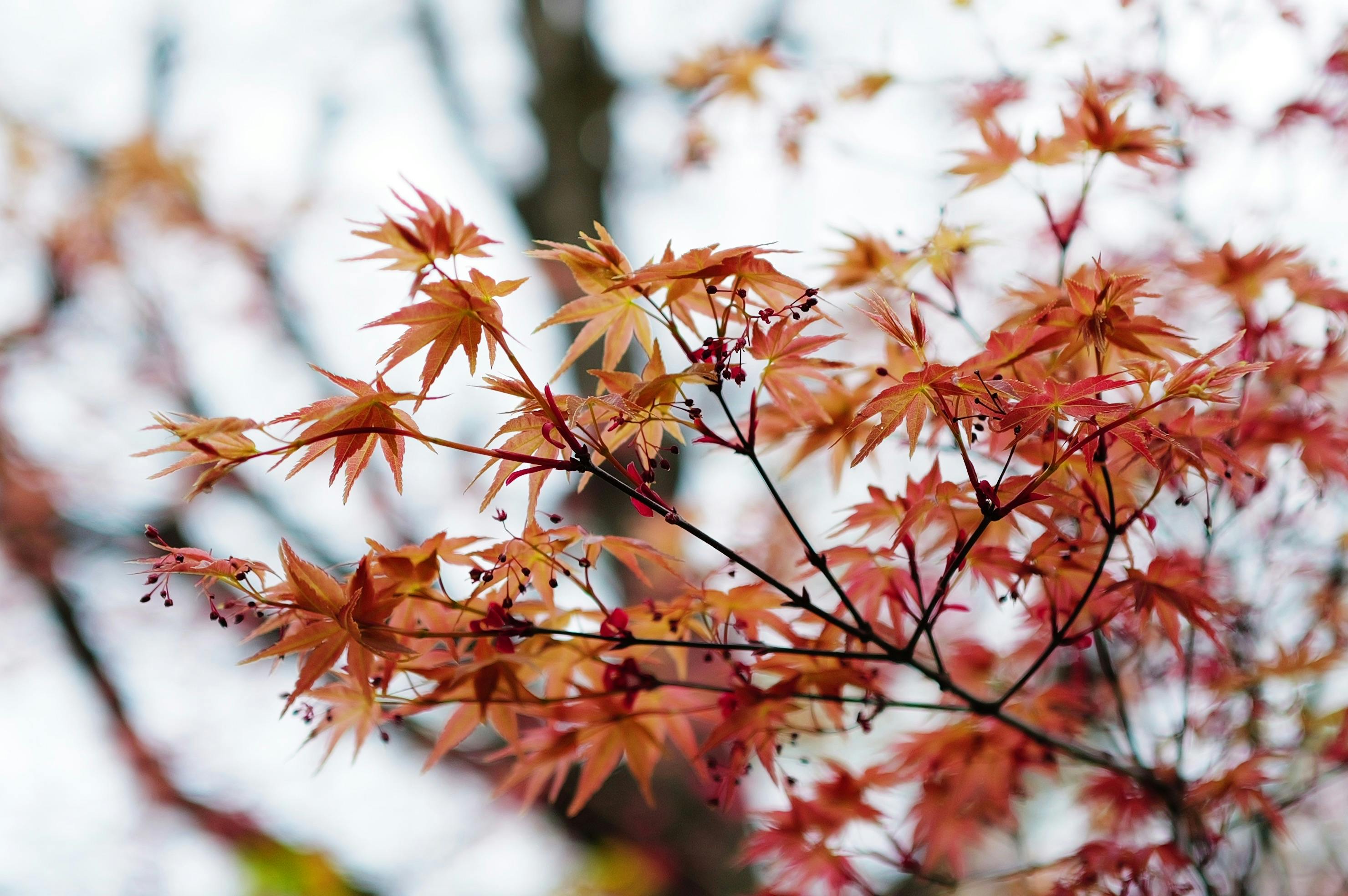 Japanese Maple Tree Wallpaper Photo Wallpaper Japanese Maple Autumn
