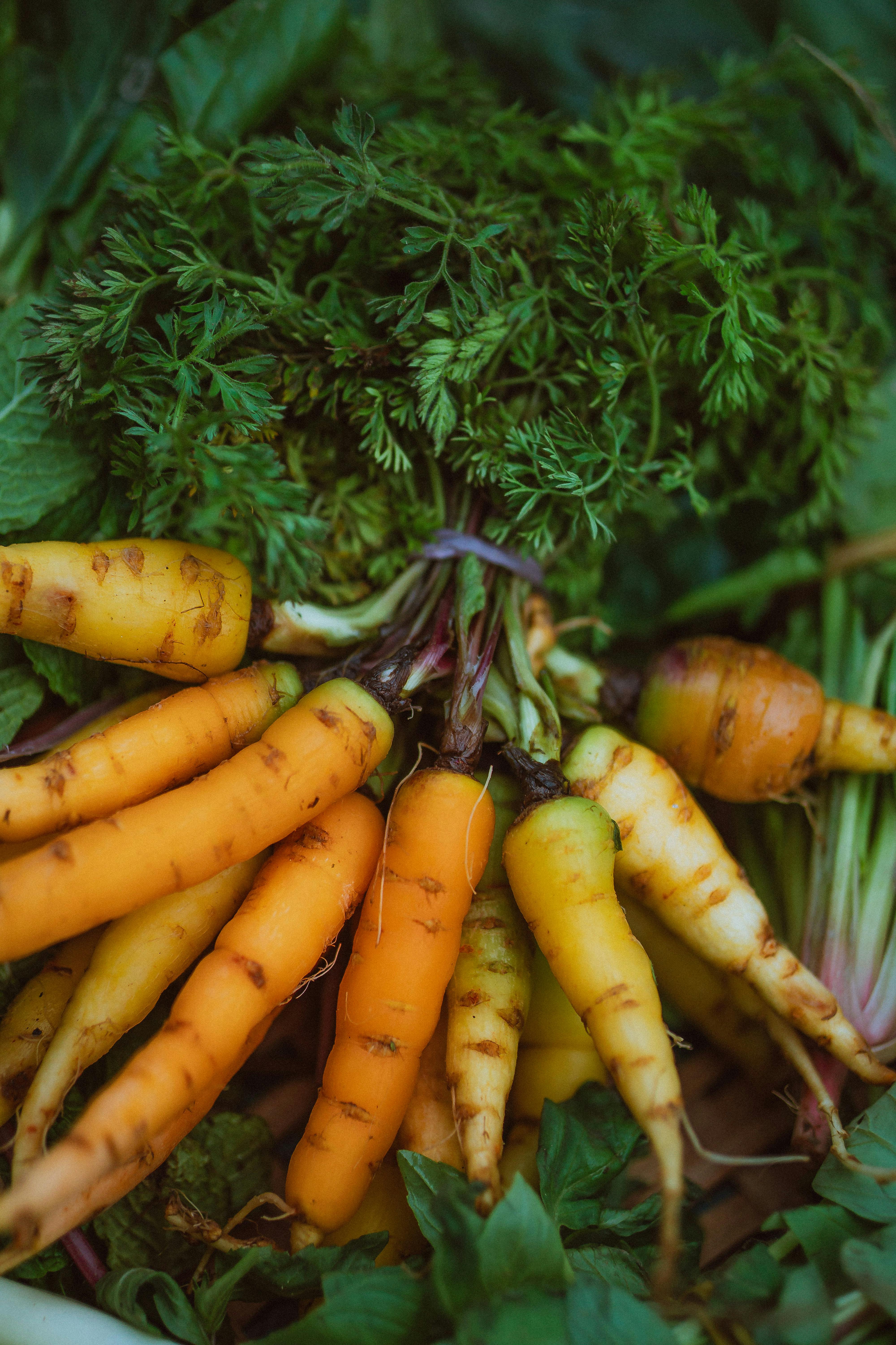 Bunch of Carrots on Display · Free Stock Photo