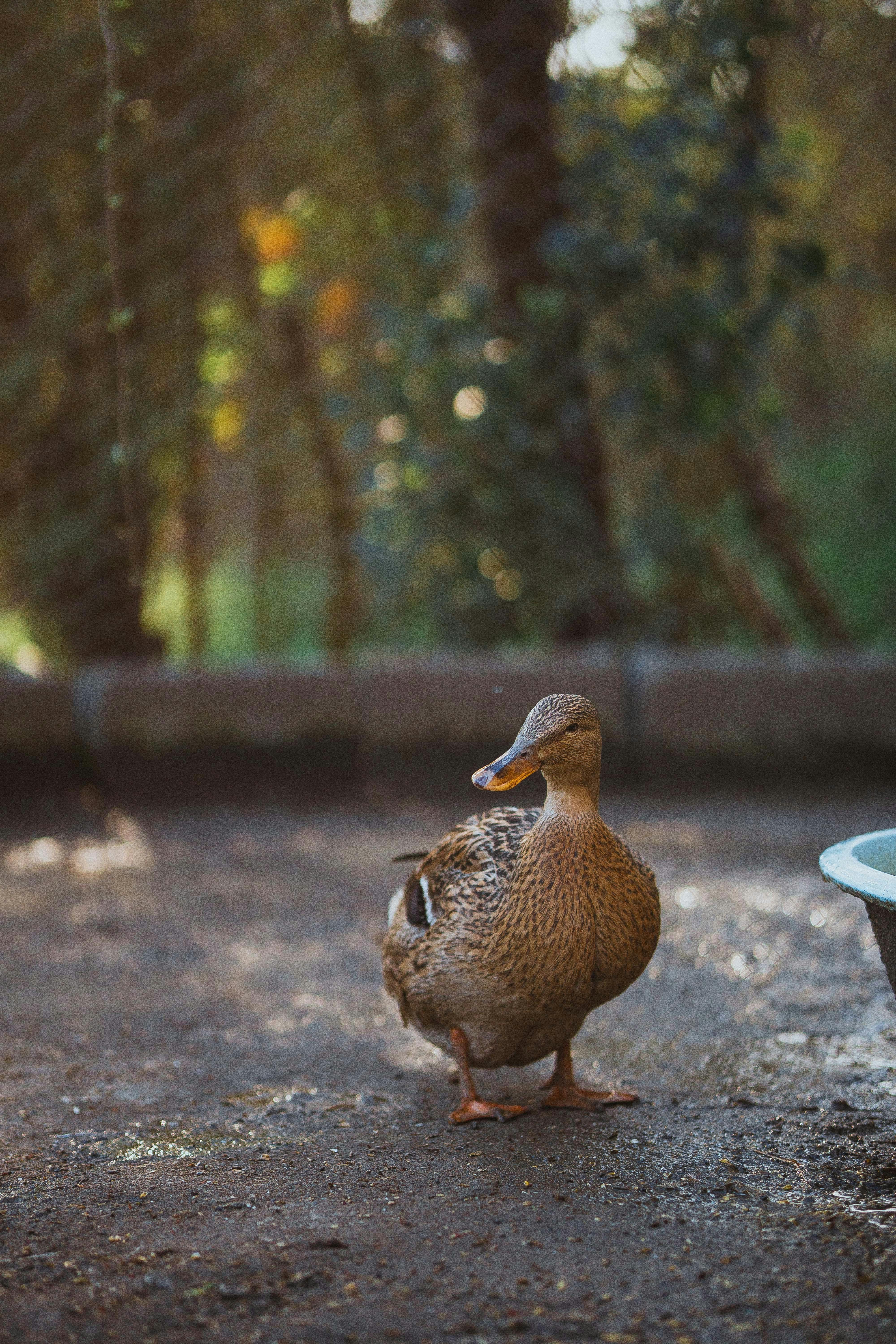 Gray Duck Standing on a Farm Paddock · Free Stock Photo