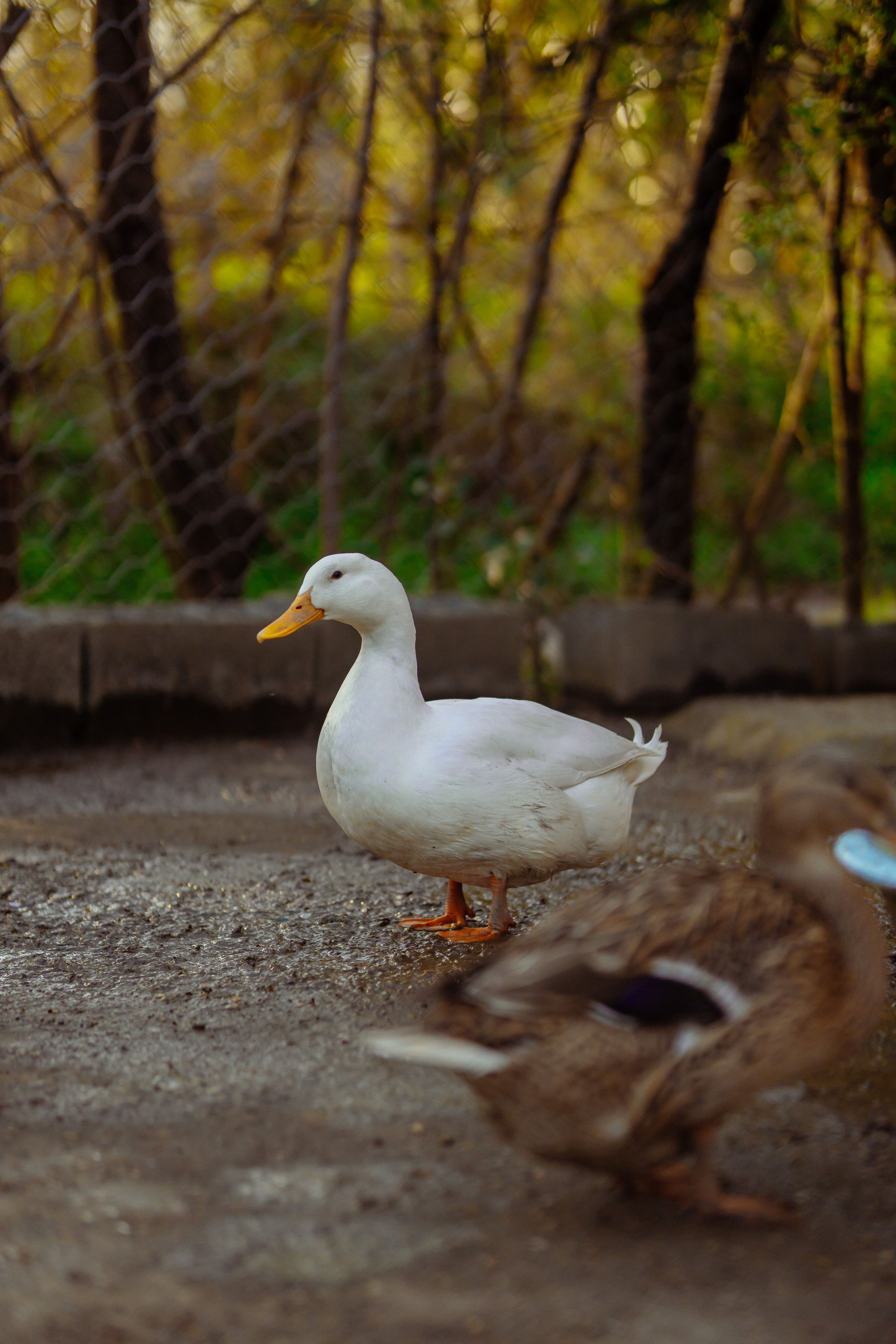 Backyard Poultry Photos Download The Best Free Backyard Poultry Stock