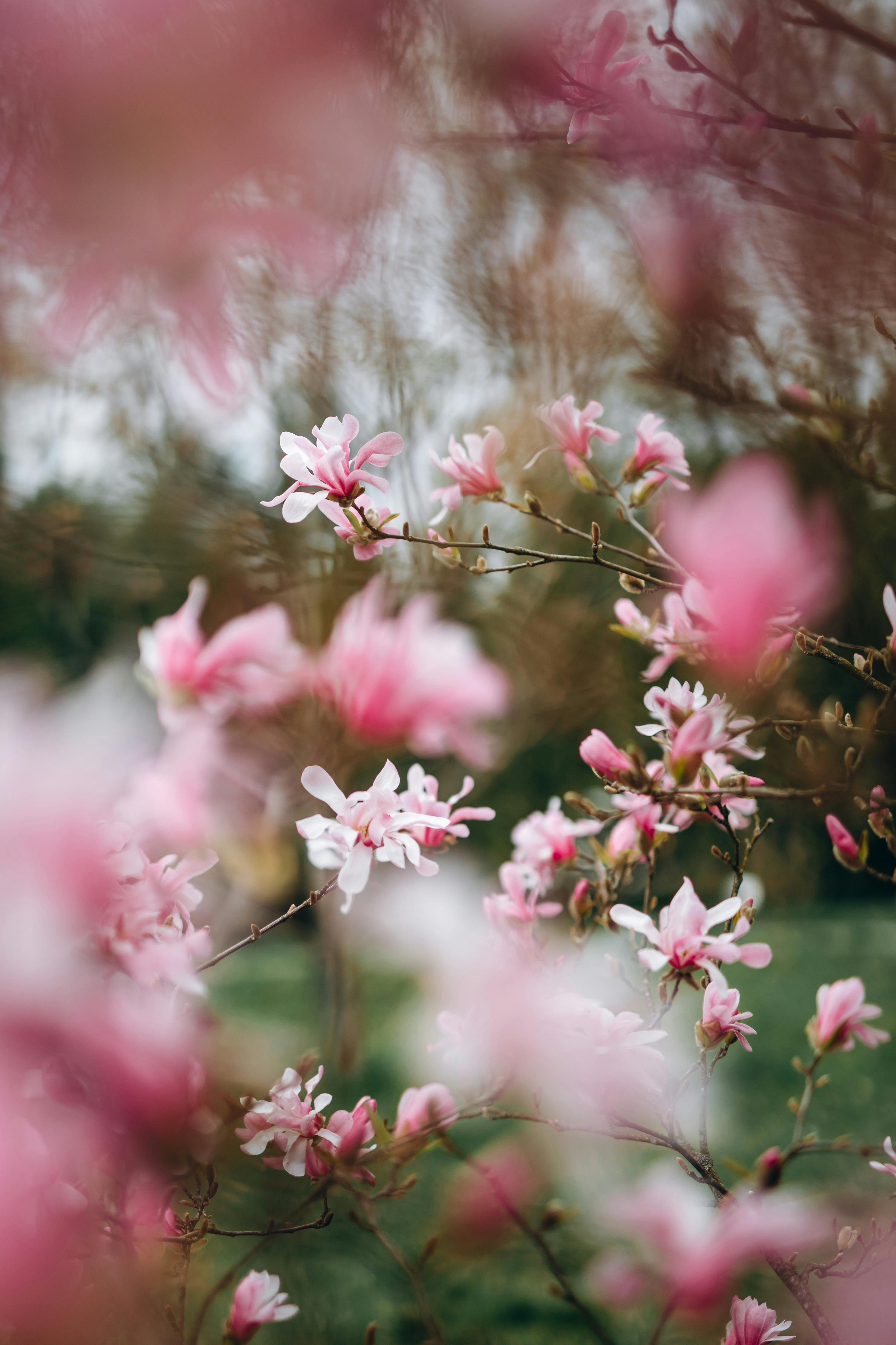 Growing Photos, Download The BEST Free Growing Stock Photos & HD Images