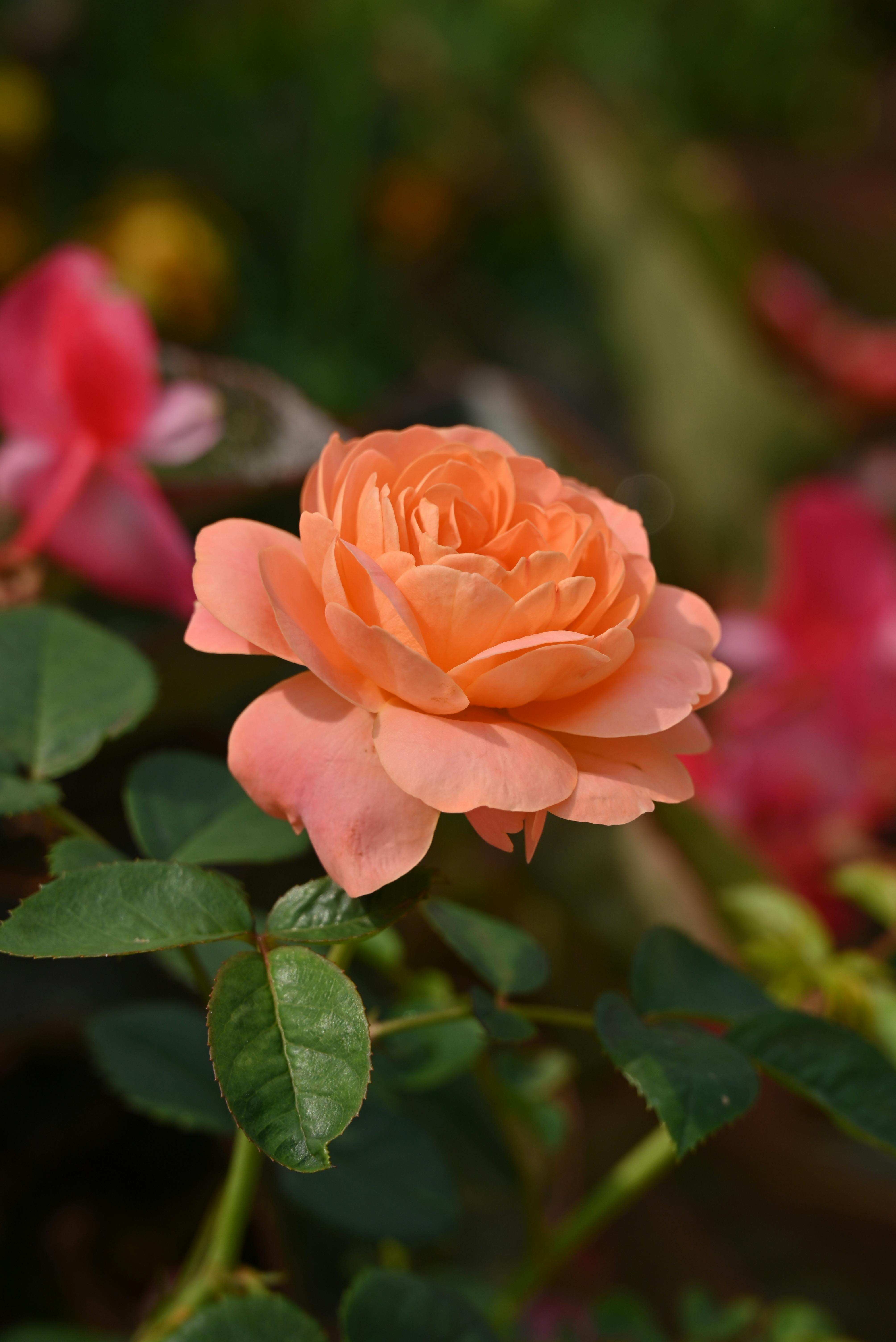 Blooming Peach Rose · Free Stock Photo