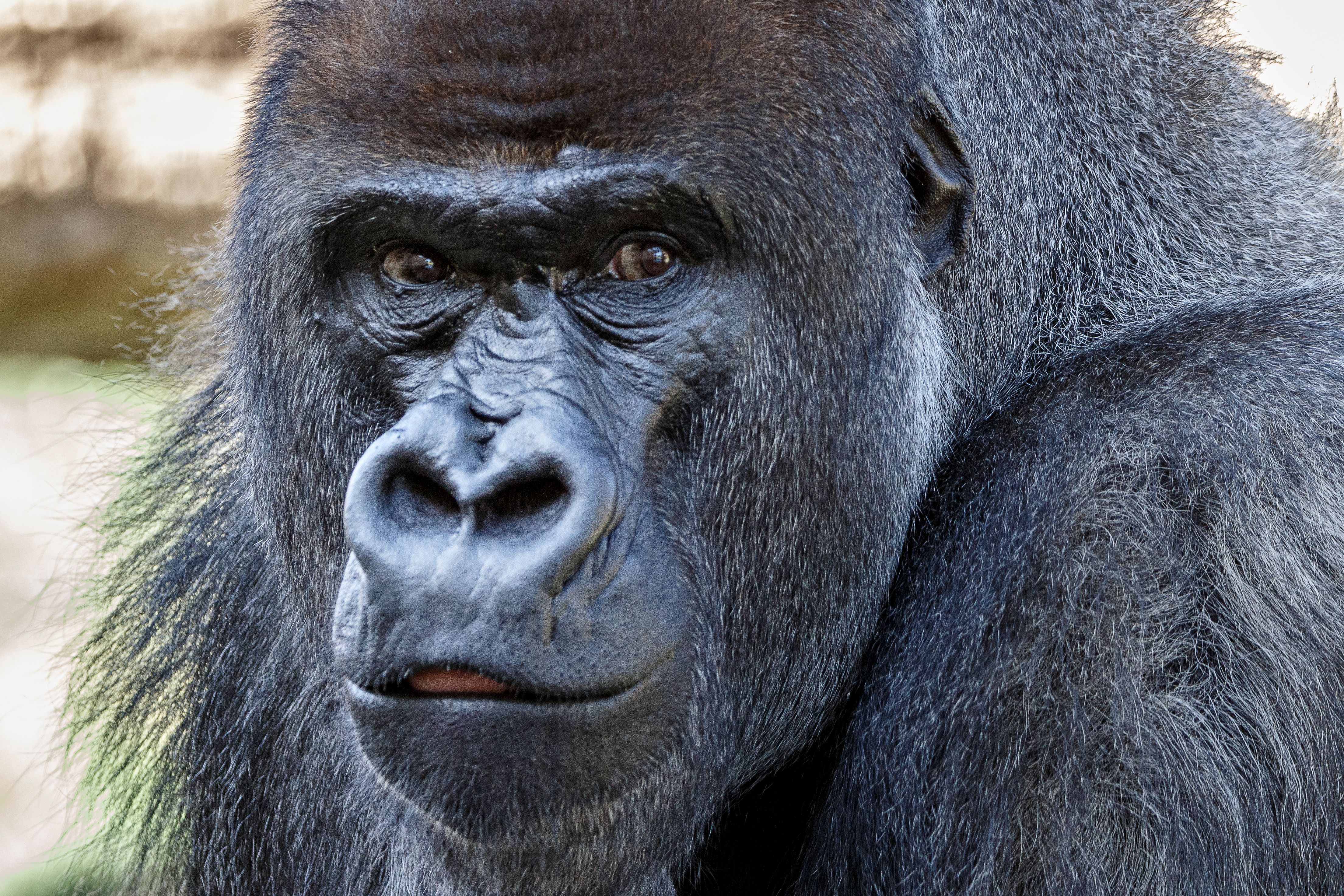 Photo gratuite de fermer, gorille, photographie animalière ...