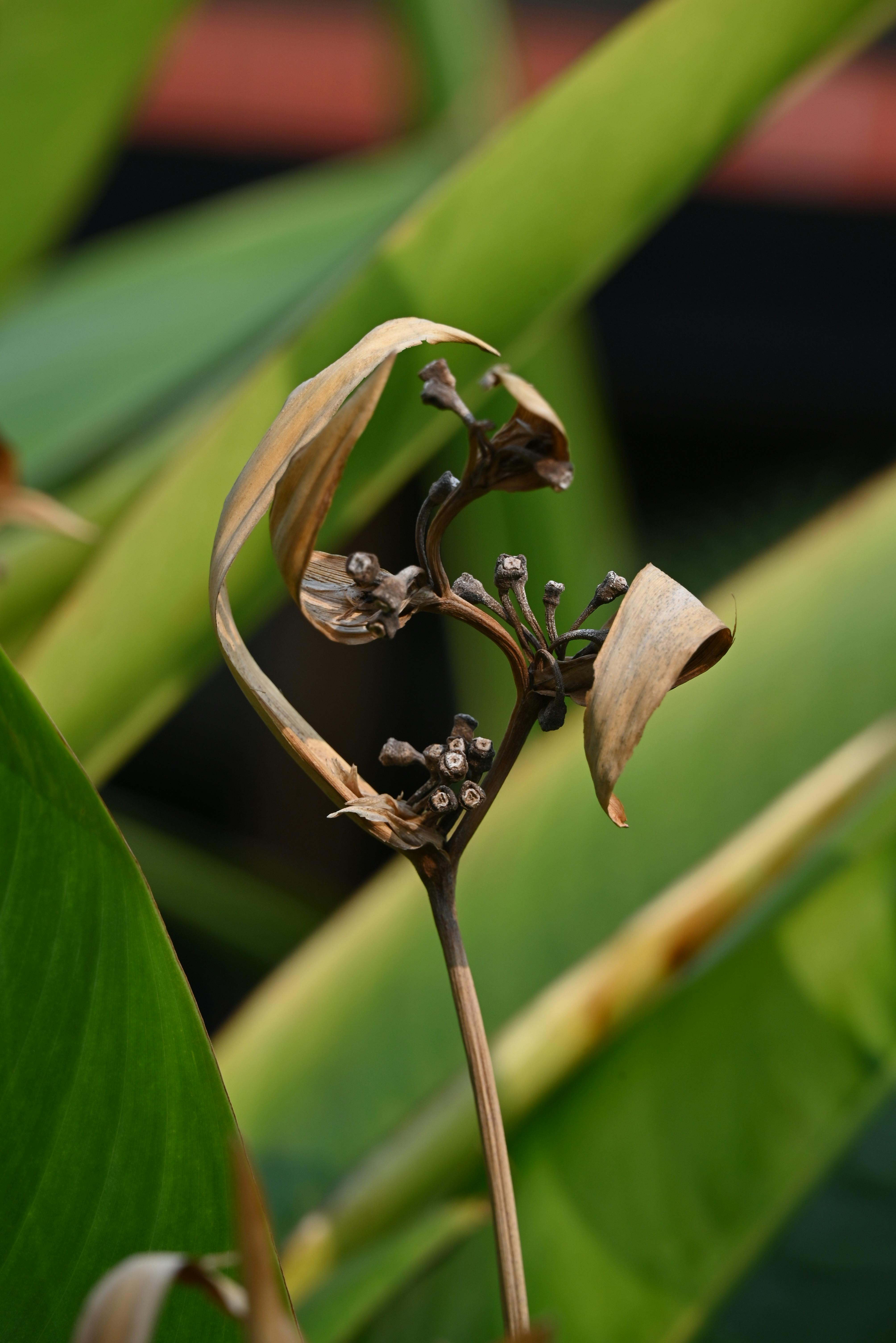 Withered Flower · Free Stock Photo