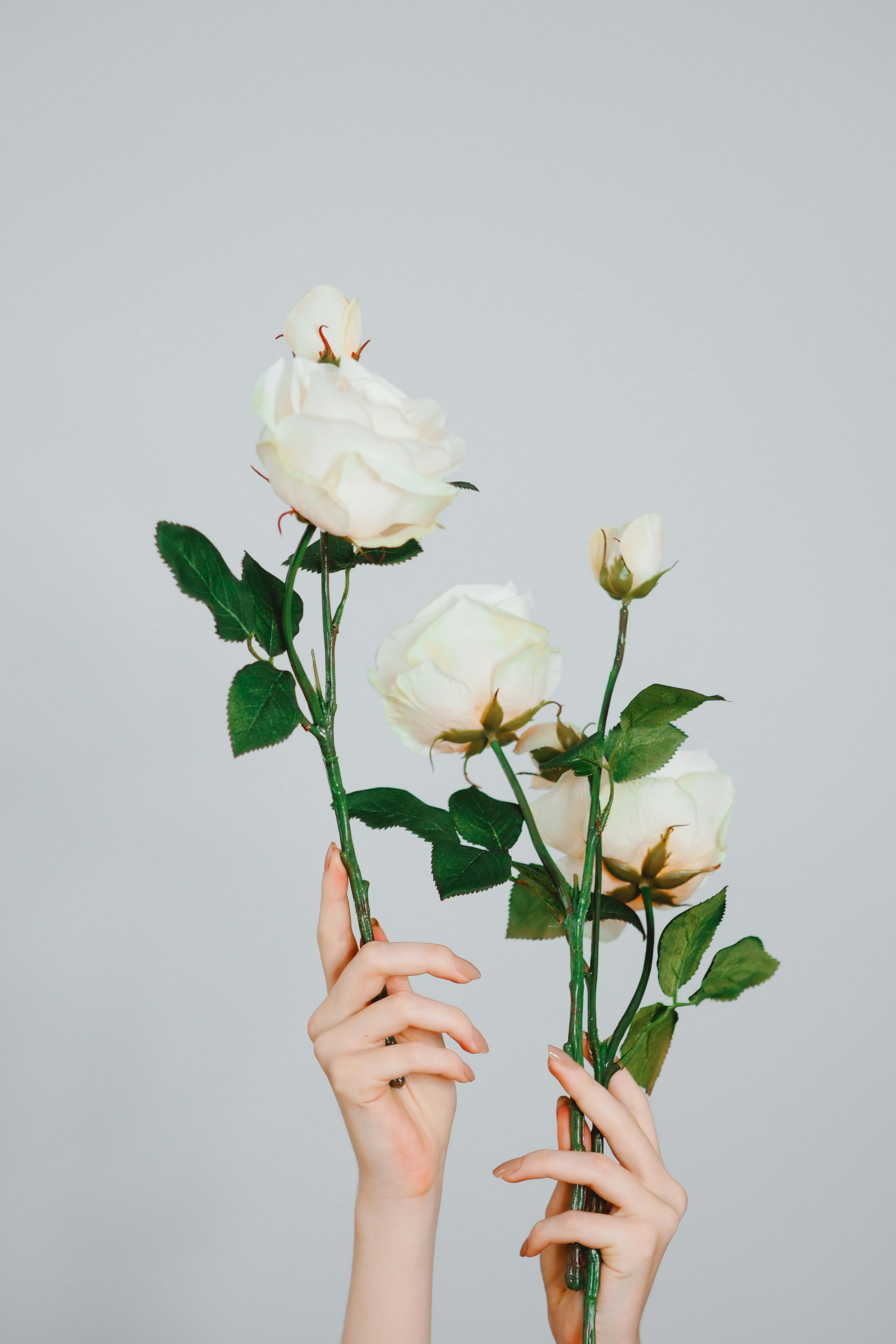Hands with White Roses · Free Stock Photo