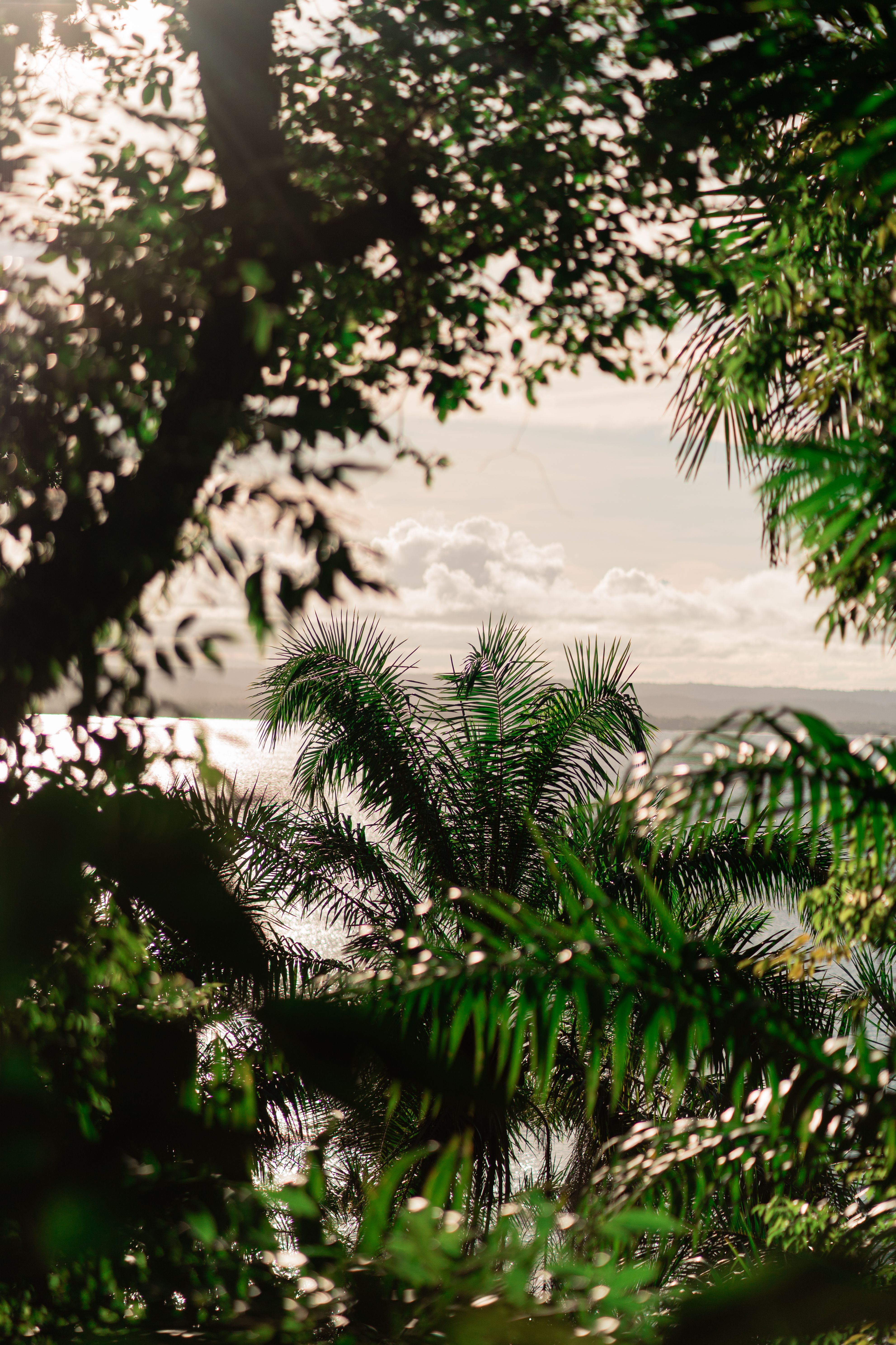 Lush Foliage in Seaside · Free Stock Photo